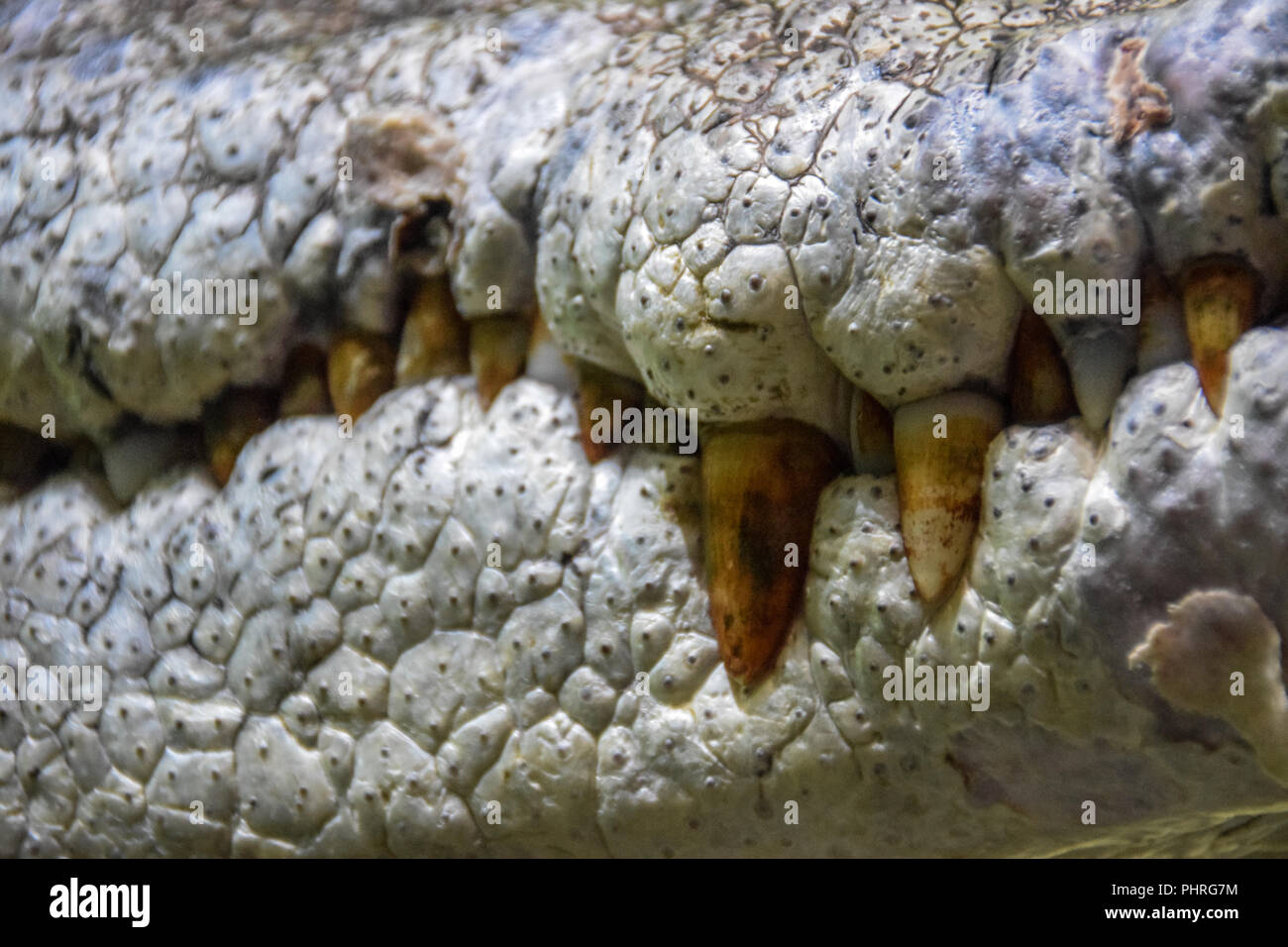 King Croc in Dubai Aquarium and underwater Zoo Stock Photo - Alamy