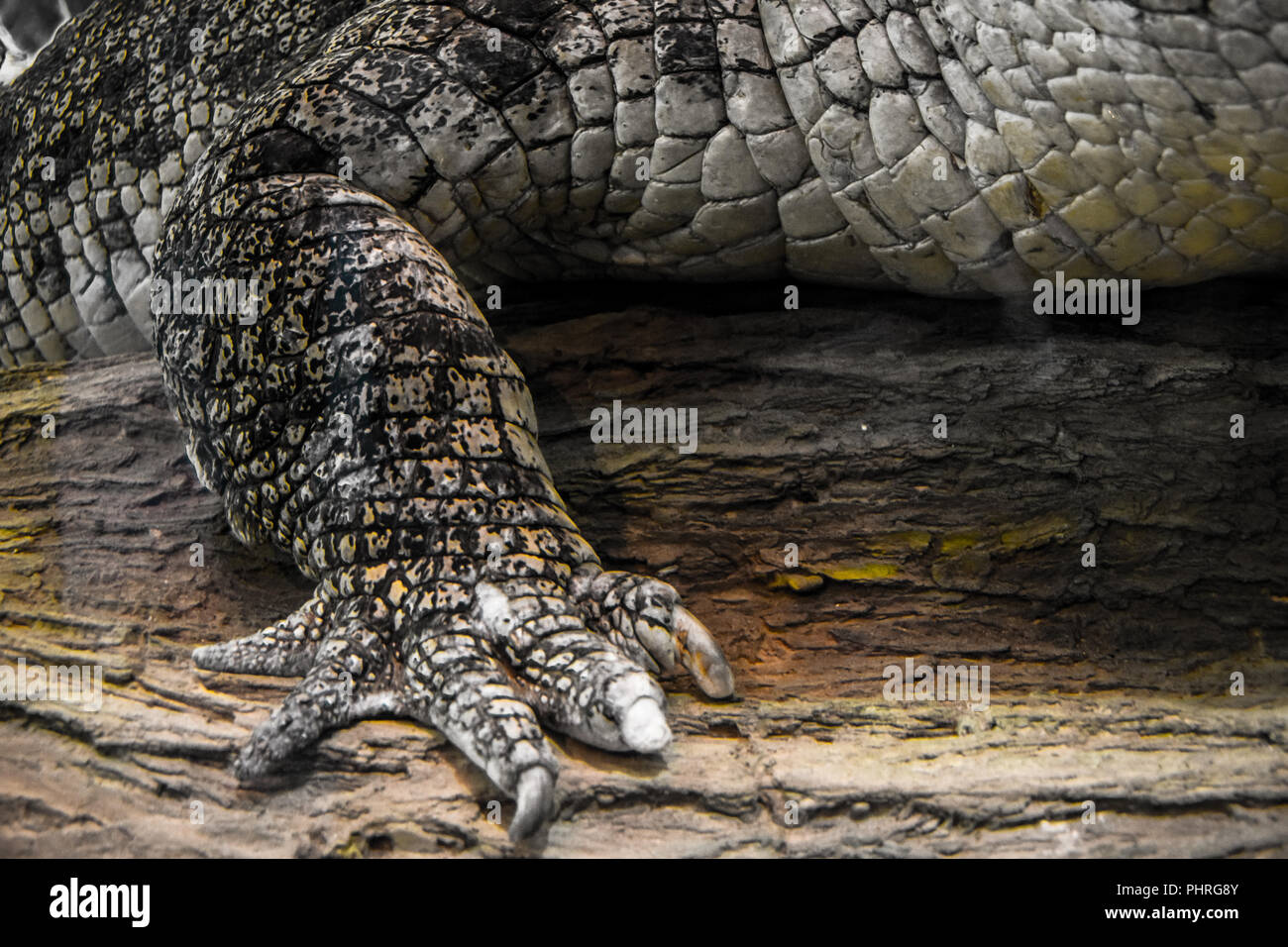 King Croc in Dubai Aquarium and underwater Zoo Stock Photo - Alamy