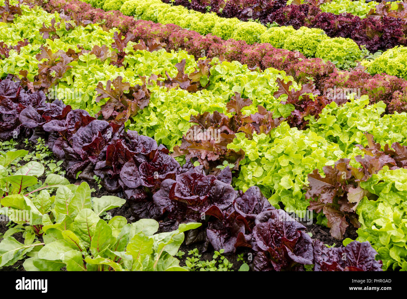 What To Grow In A Vegetable Patch at Benjamin Macbain blog