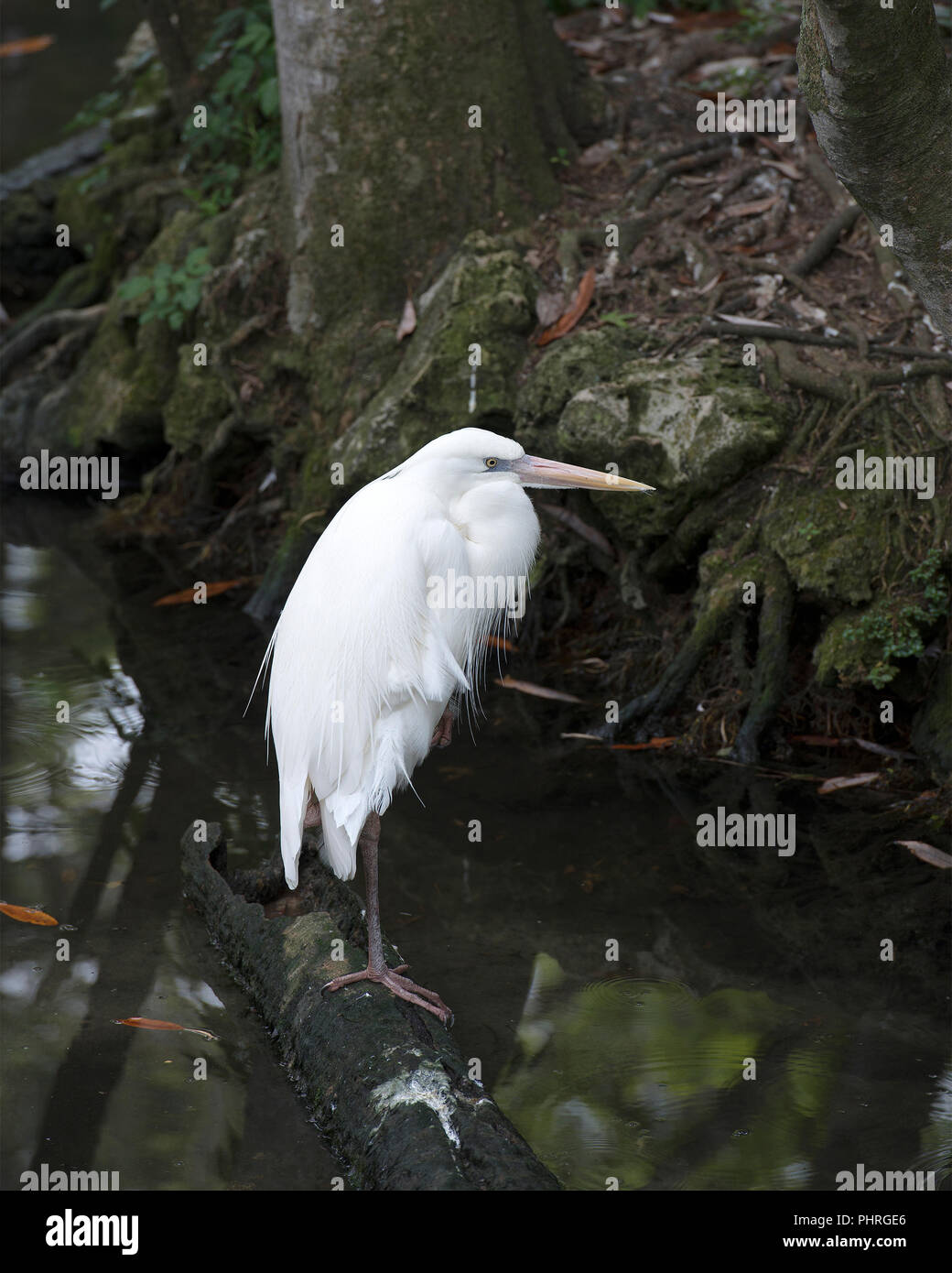 White heron bird images hi-res stock photography and images - Alamy