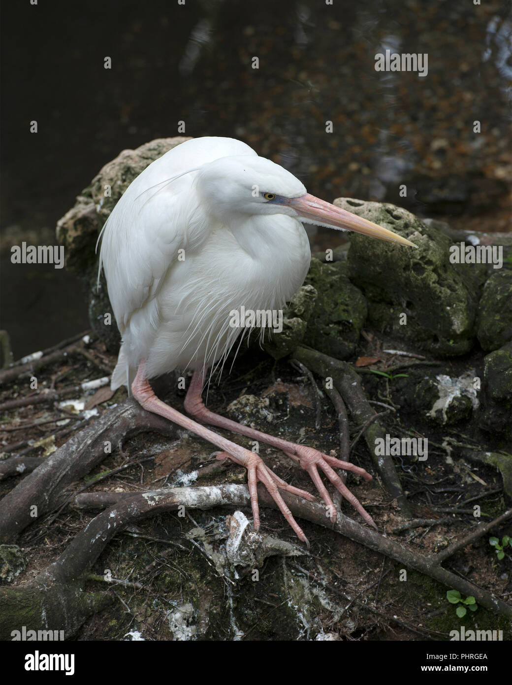 White heron bird images hi-res stock photography and images - Alamy