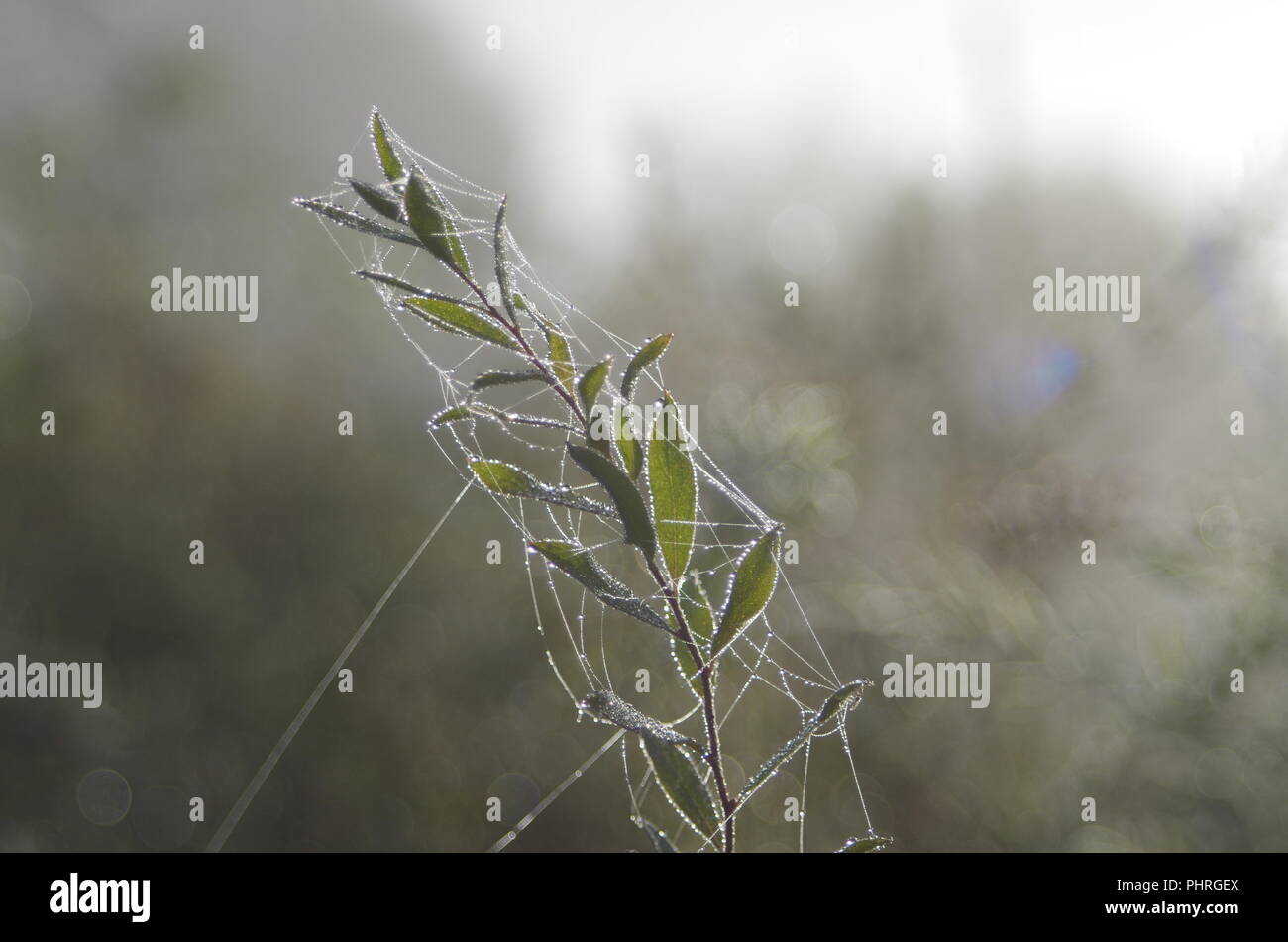 Spider Web on a plant on a wet and foggy fall day in a garden Stock ...