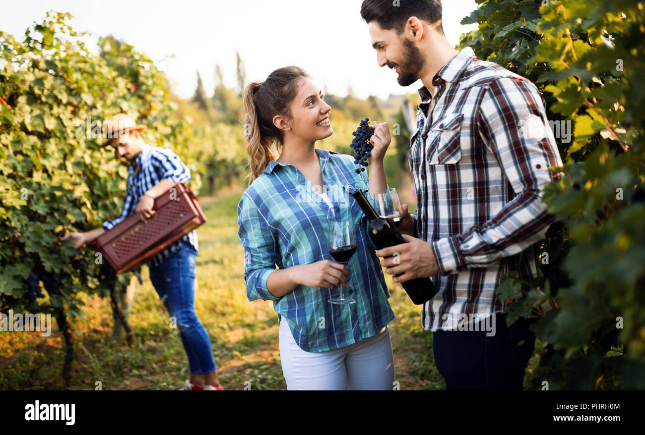 Vineyard harvesting hi-res stock photography and images - Alamy