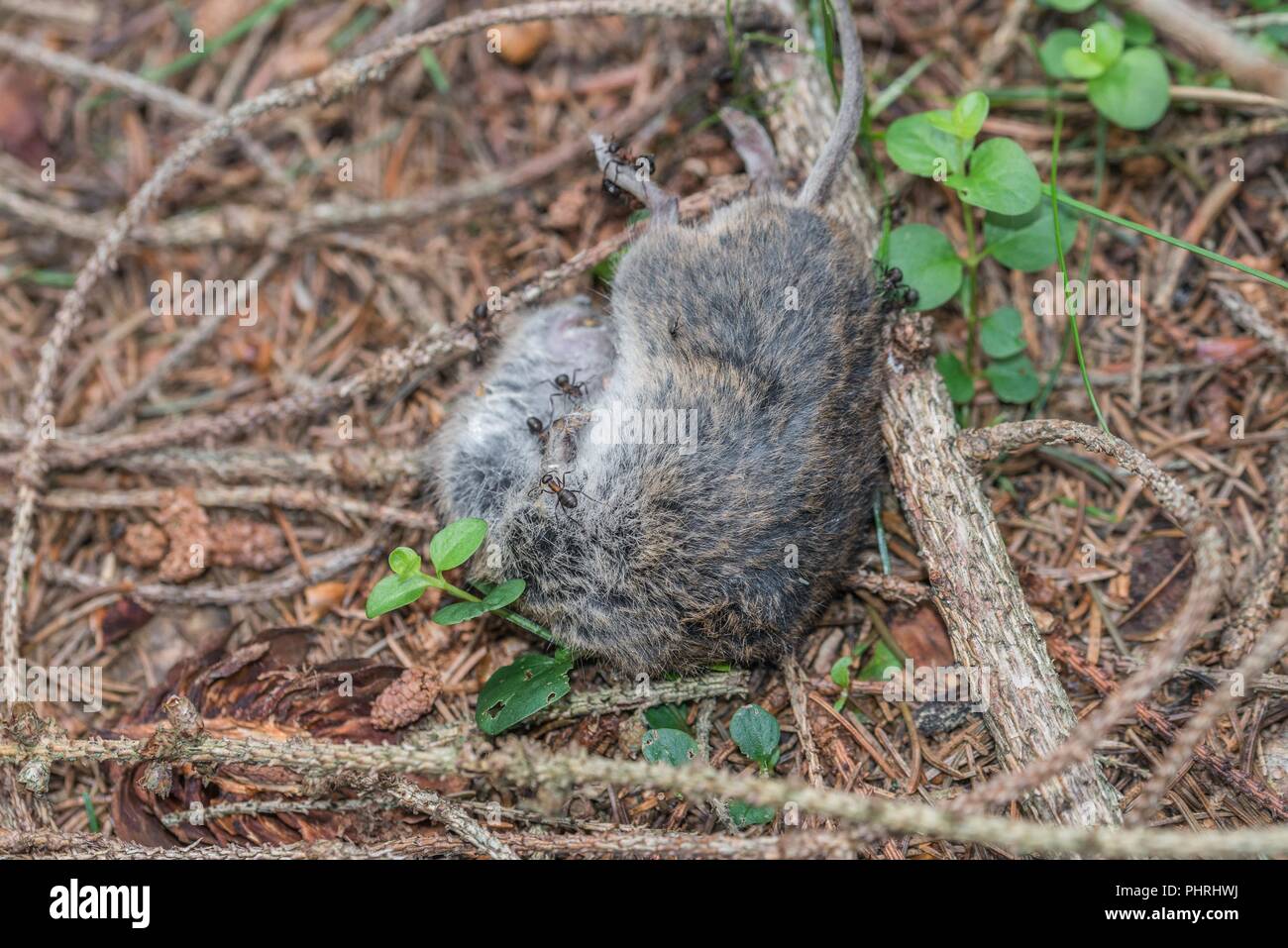 Life cycle of the ants hi-res stock photography and images - Alamy