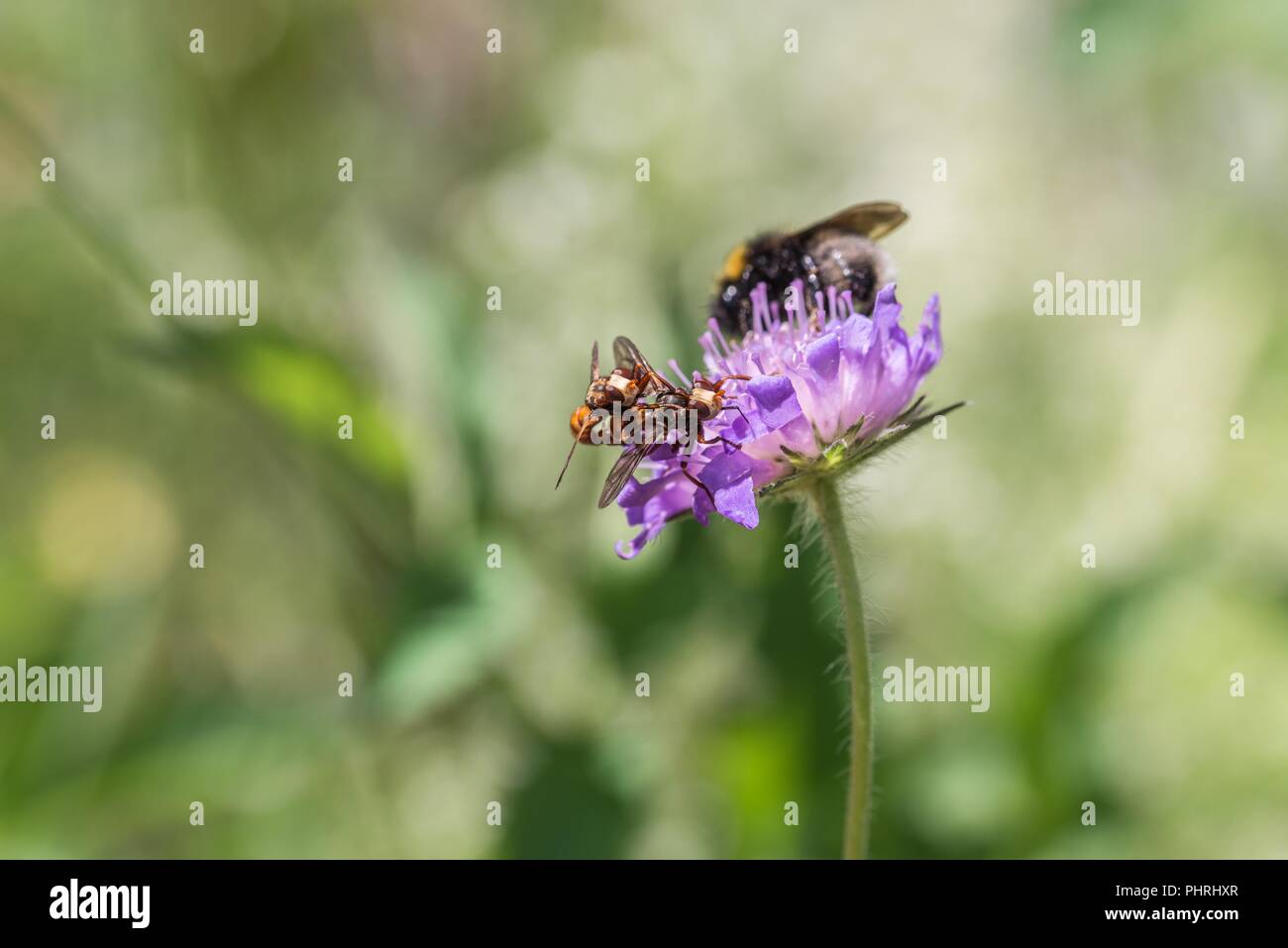 Mating flies on flower hi-res stock photography and images - Alamy