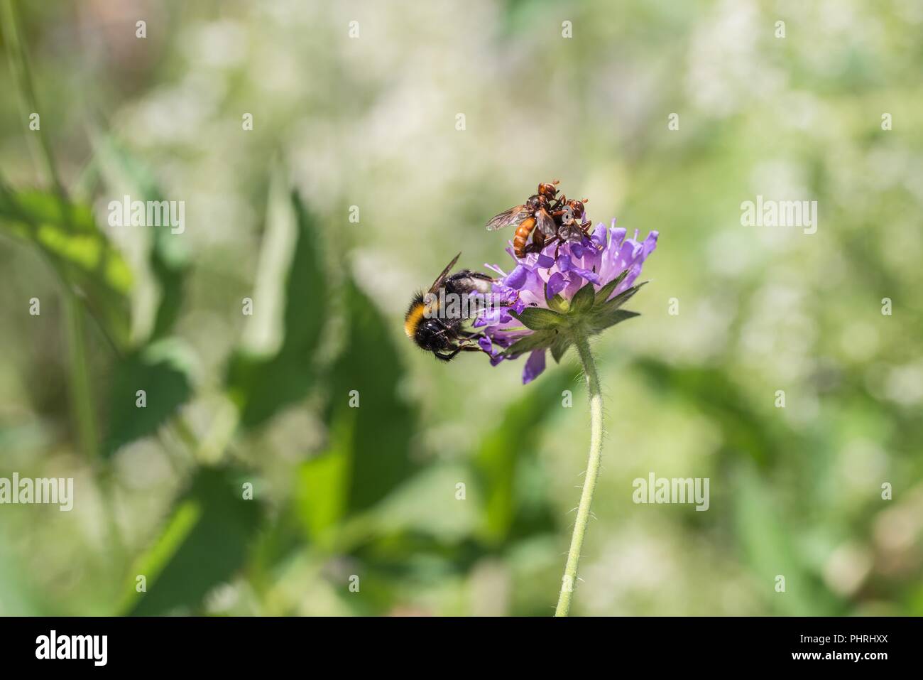 Mating flies on a flower, Germany Stock Photo - Alamy
