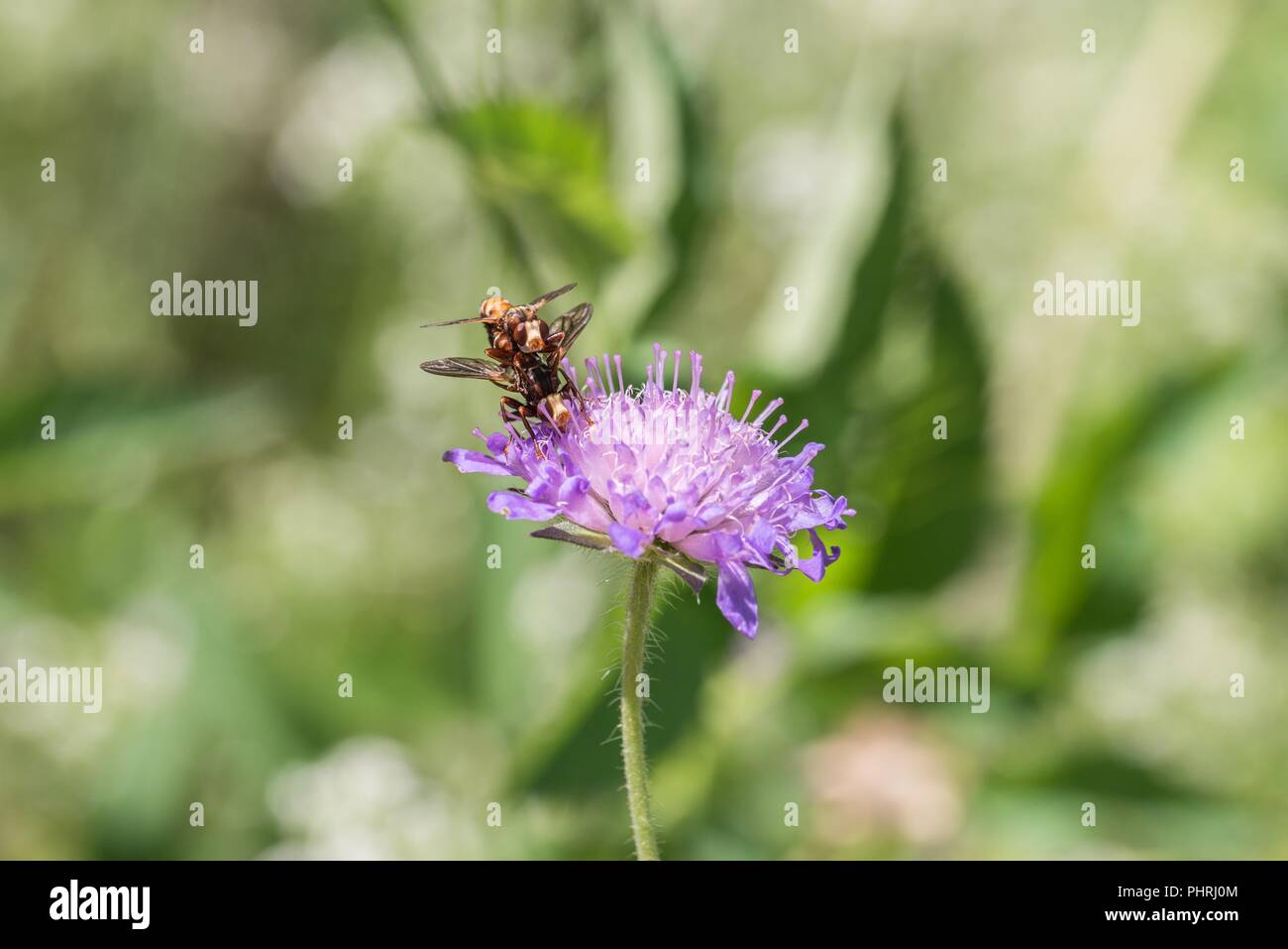 Mating flies on a flower, Germany Stock Photo - Alamy