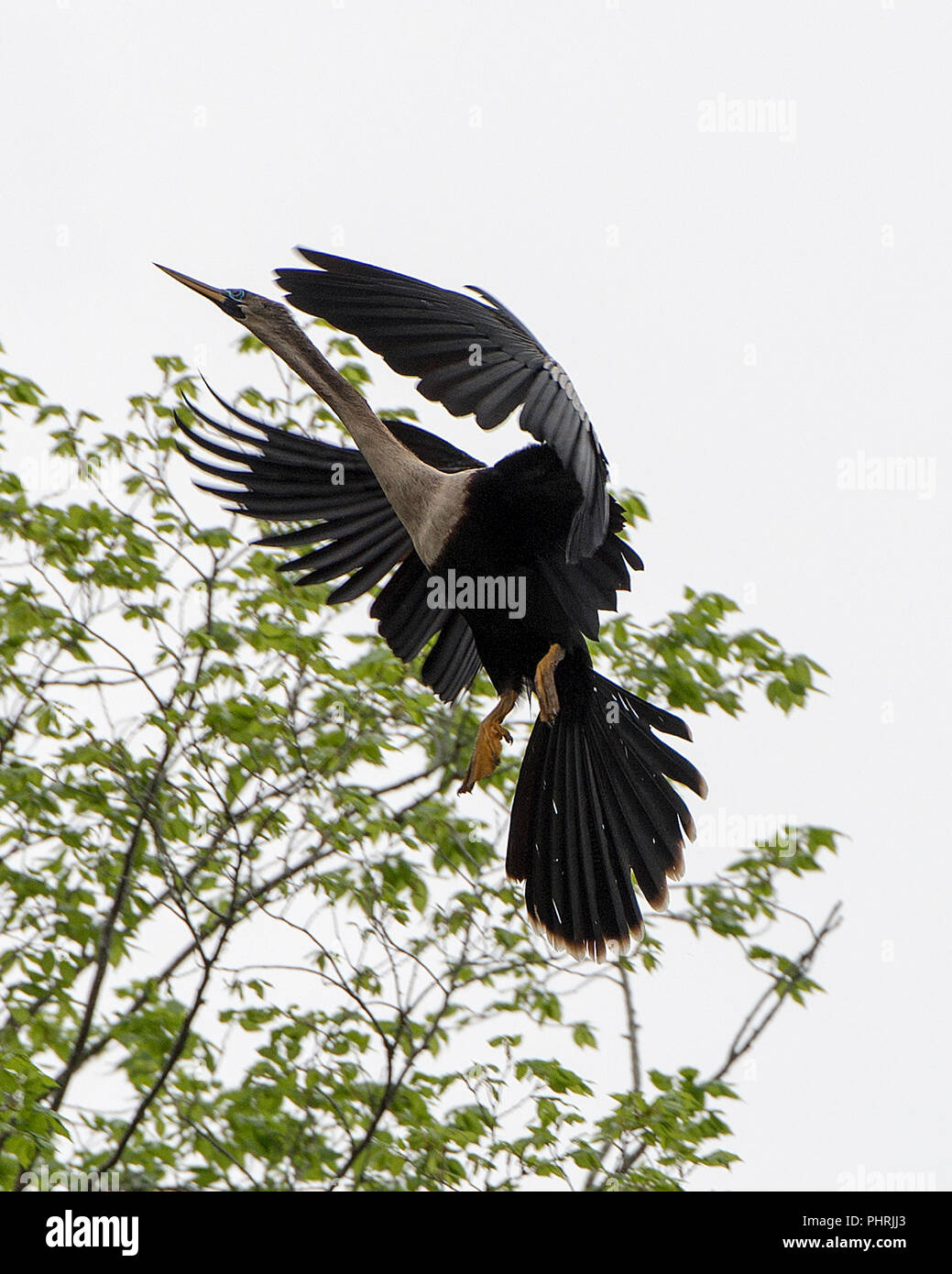 Anhinga flying on top of tree in its environment Stock Photo - Alamy