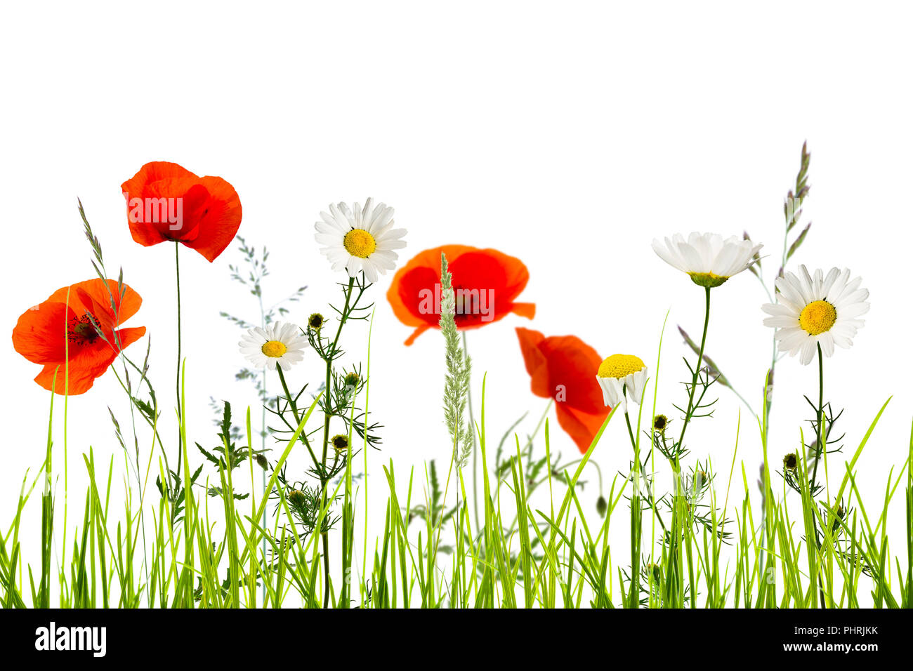 isolated wildflower meadow in summertime Stock Photo - Alamy