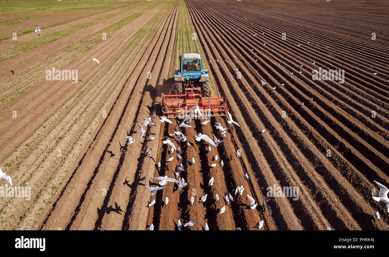 Agricultural work on a tractor farmer sows grain. Hungry birds are ...