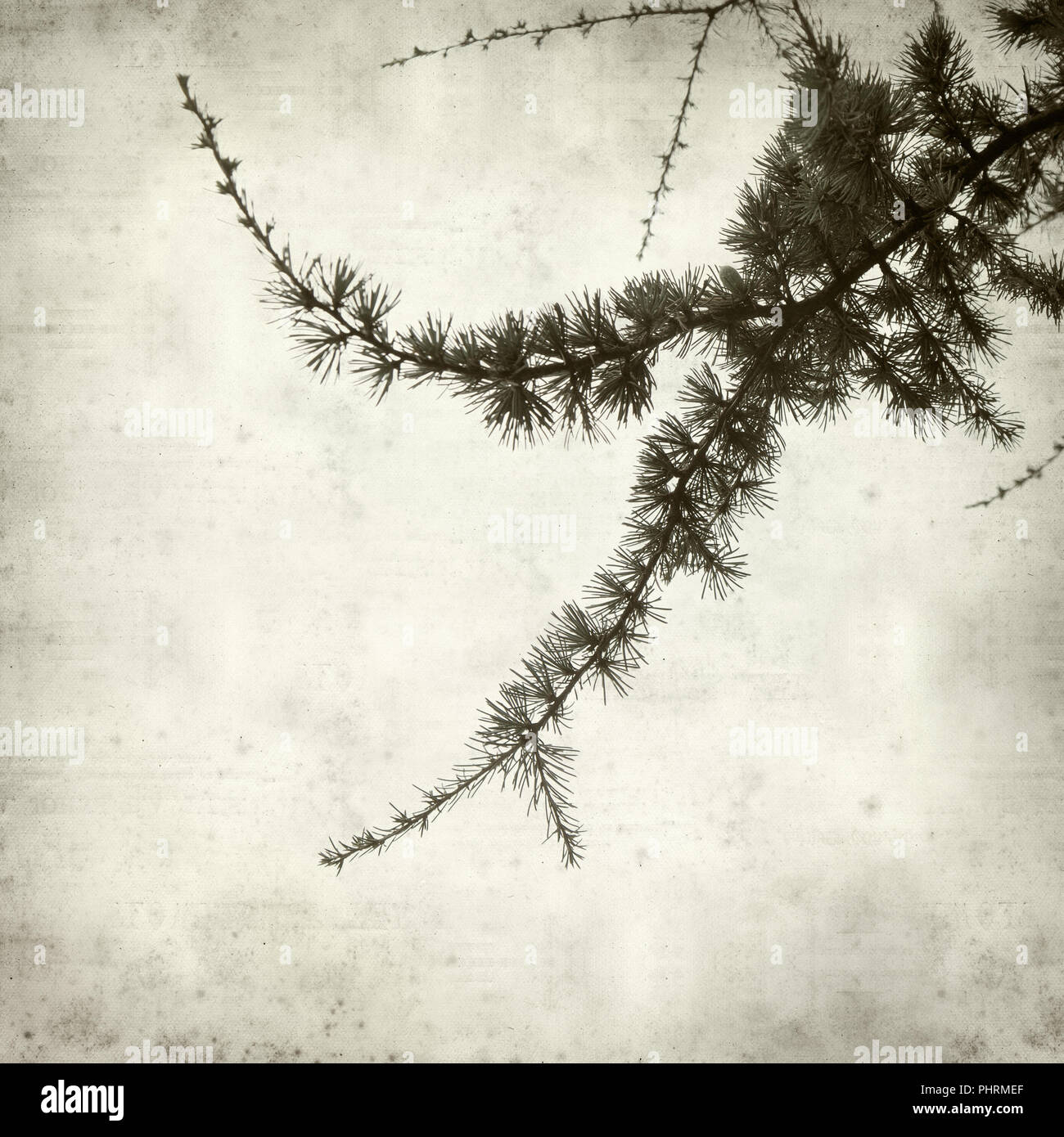 textured old paper background with Lebanon cedar branches Stock Photo ...
