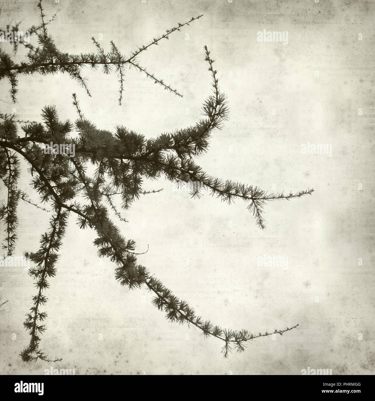 textured old paper background with Lebanon cedar branches Stock Photo ...