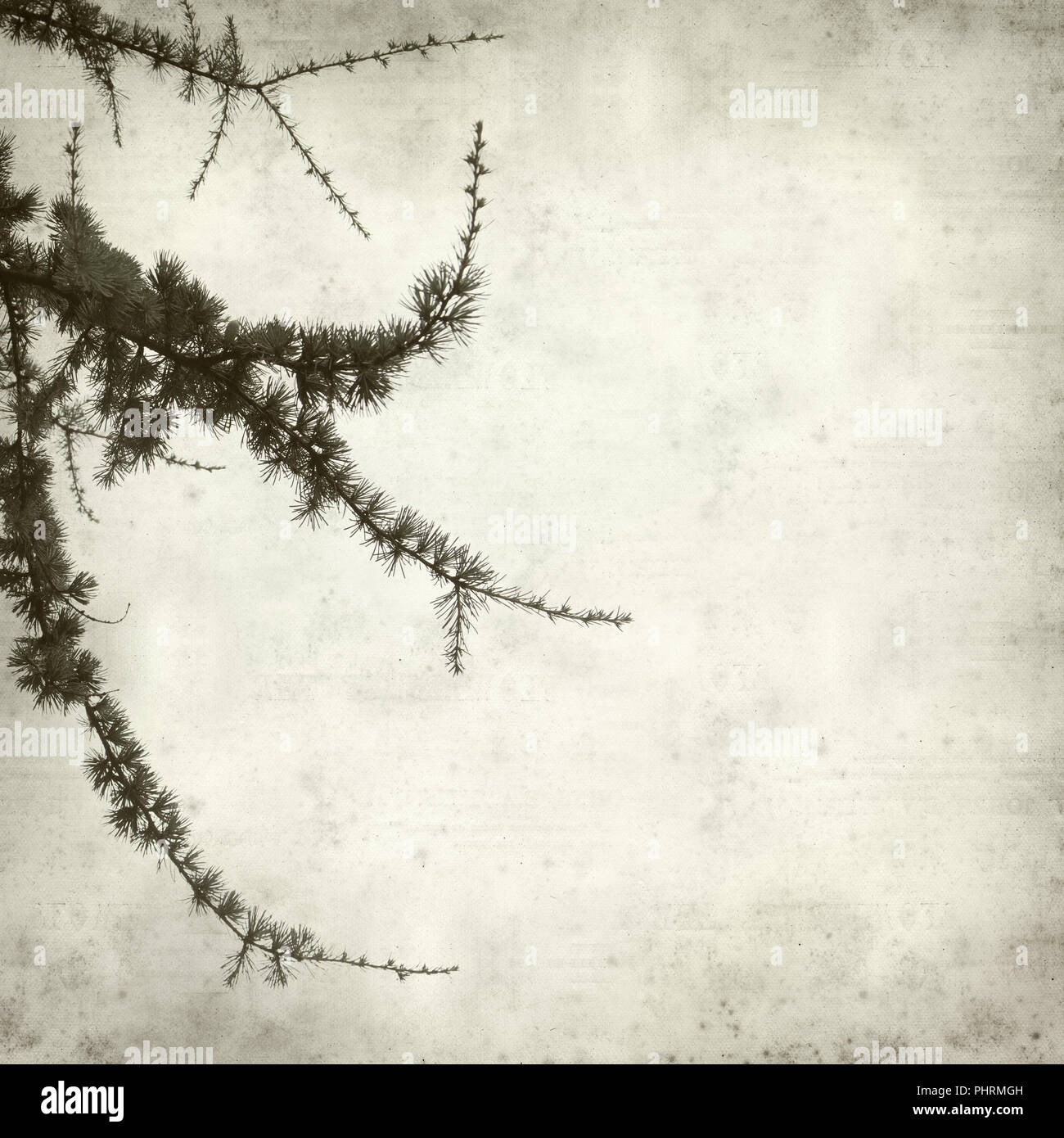 textured old paper background with Lebanon cedar branches Stock Photo ...