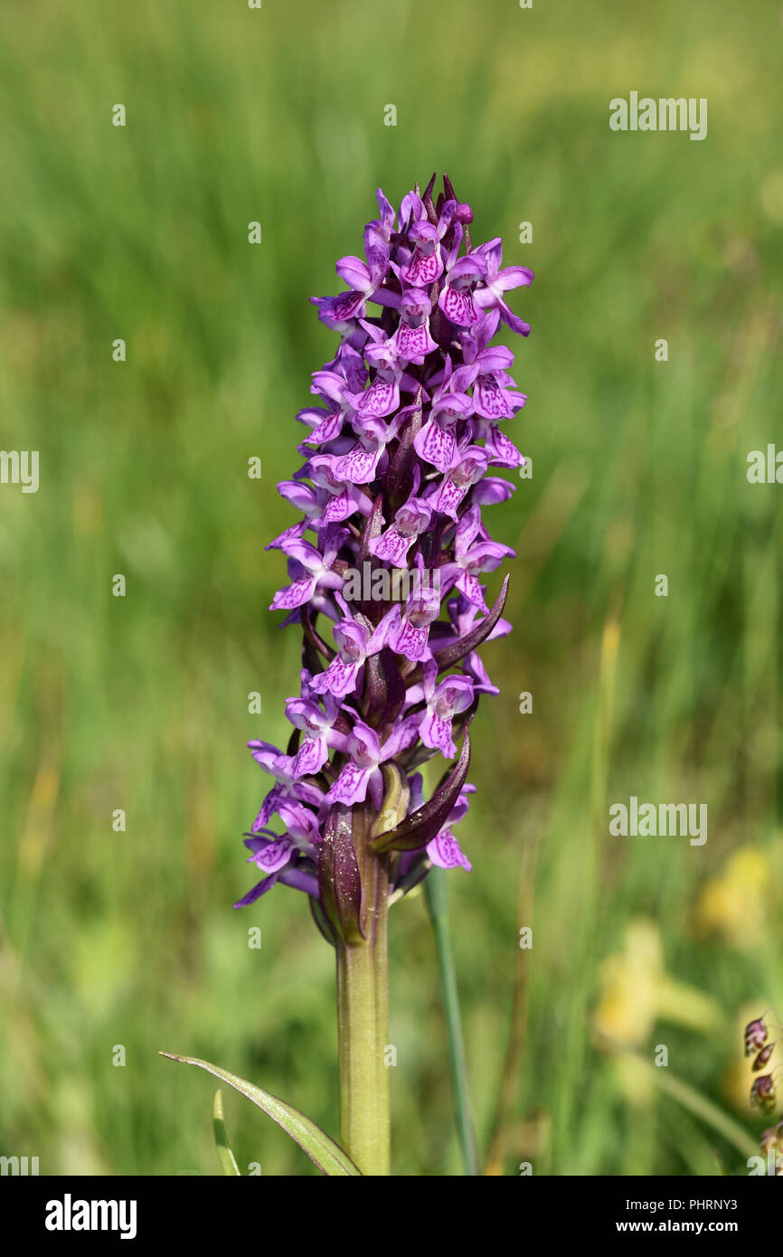 early marsh orchid; early marsh orchid Stock Photo - Alamy
