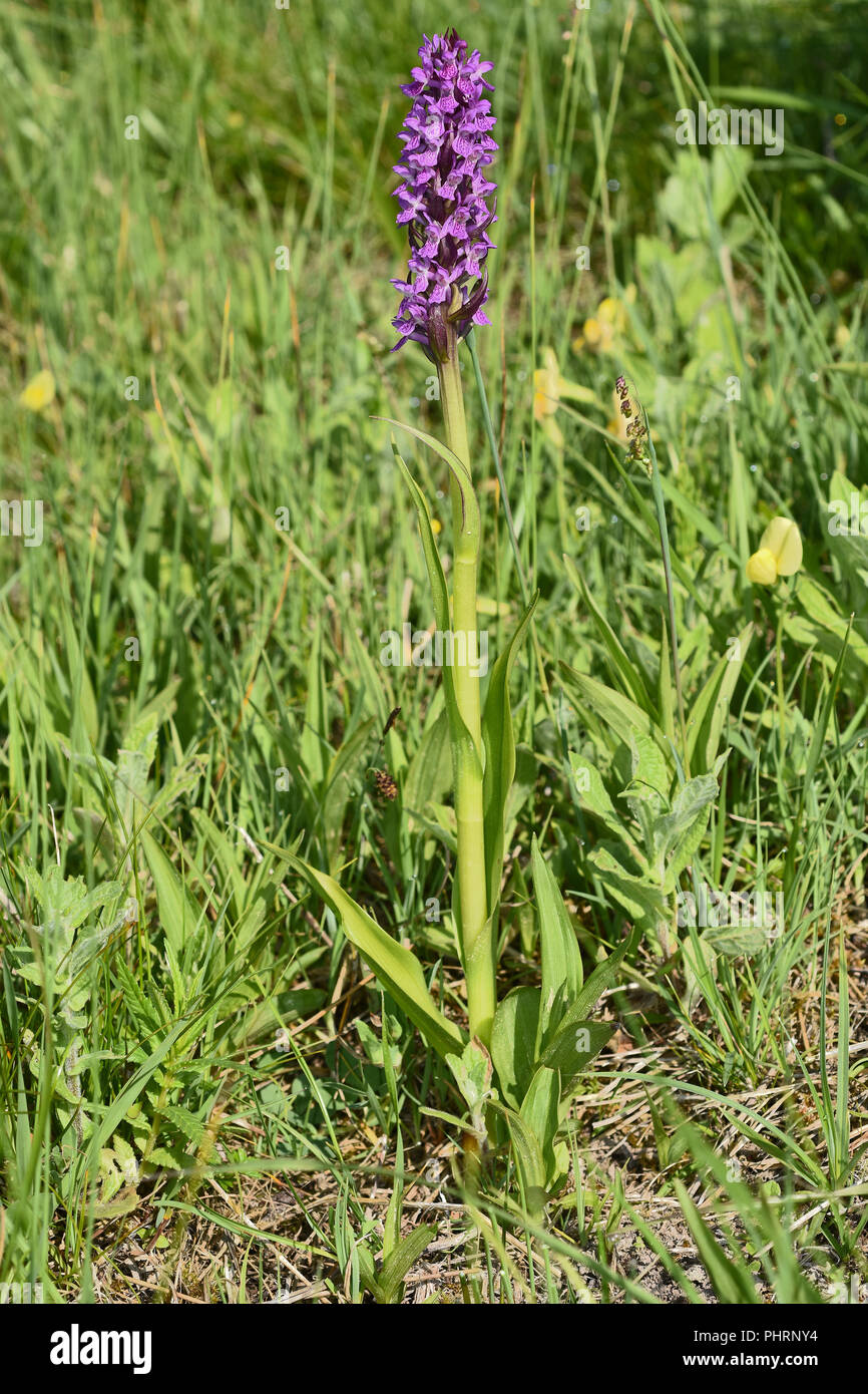 early marsh orchid; early marsh orchid Stock Photo - Alamy