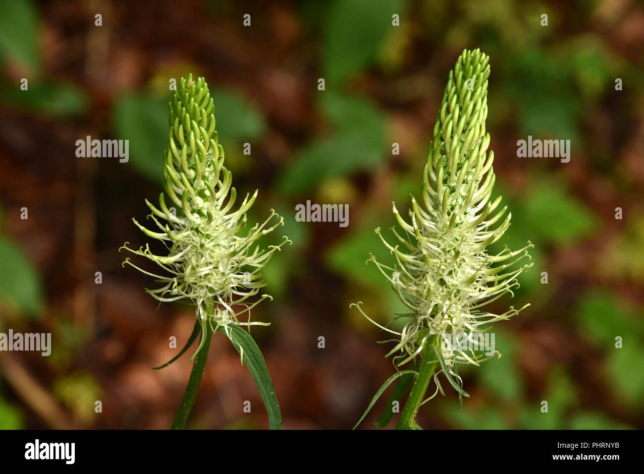 Spiked Rampion High Resolution Stock Photography and Images - Alamy