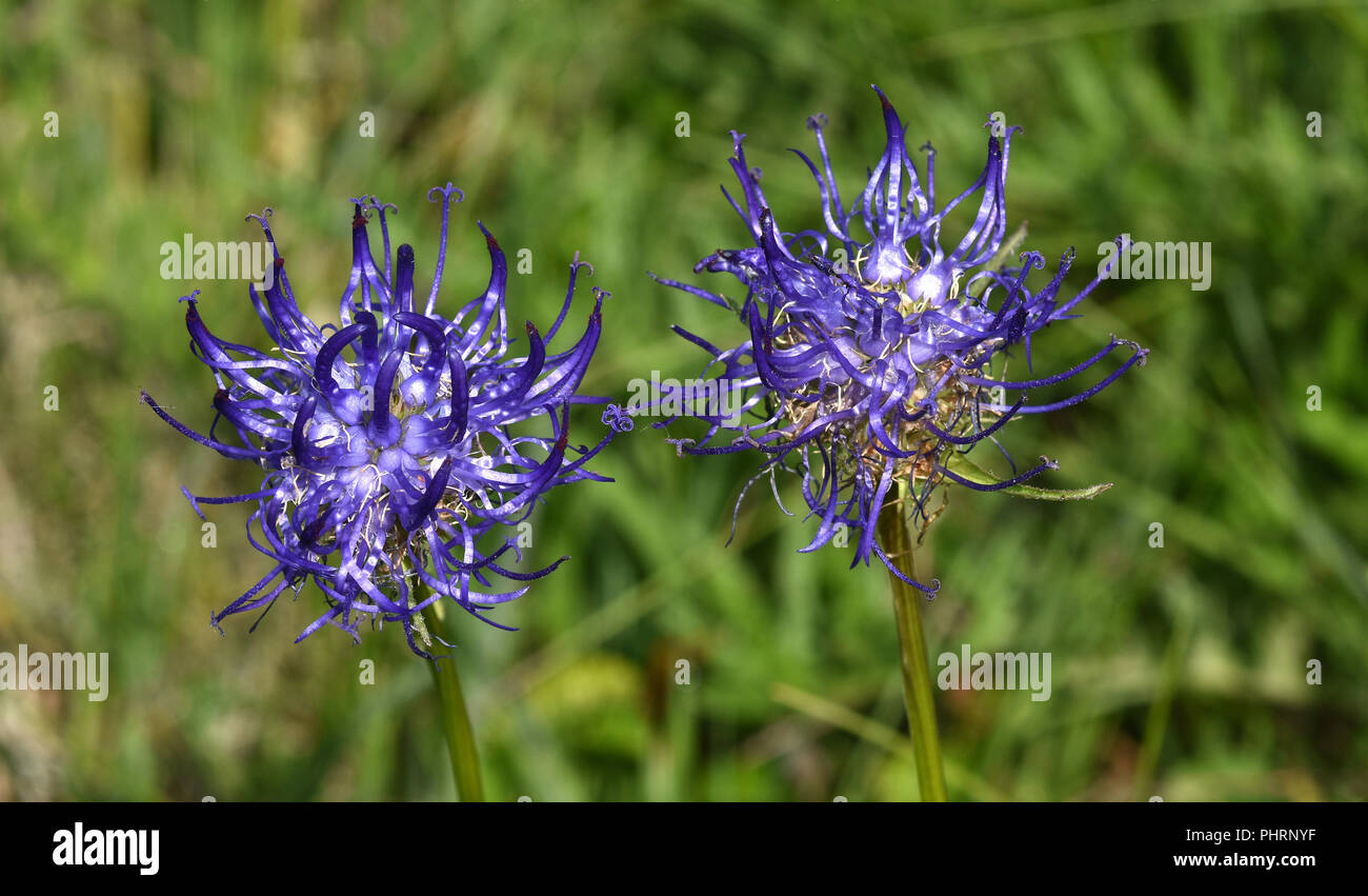 Round headed rampion phyteuma orbiculare hi-res stock photography and ...