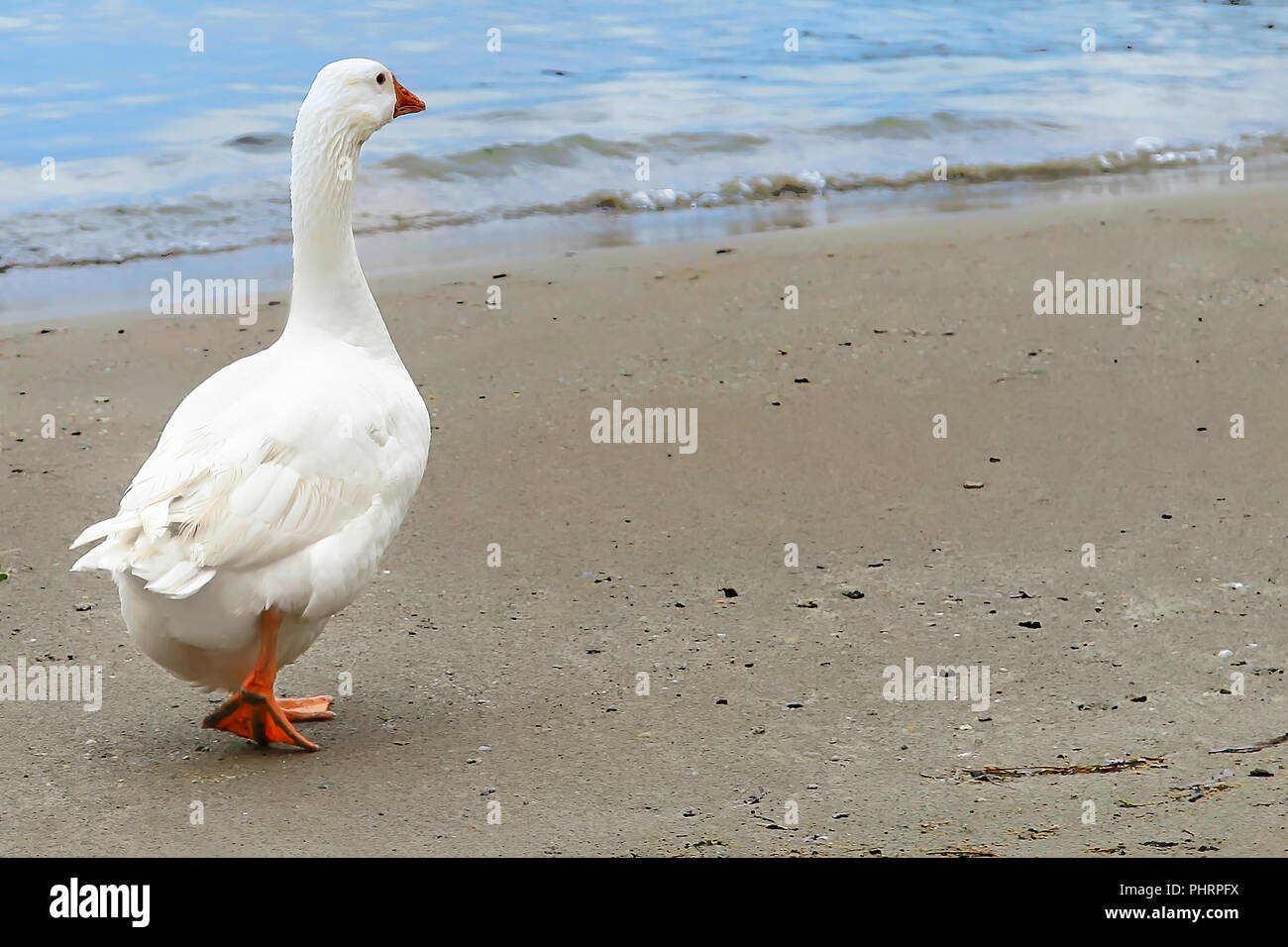 Duck Walk High Resolution Stock Photography and Images - Alamy
