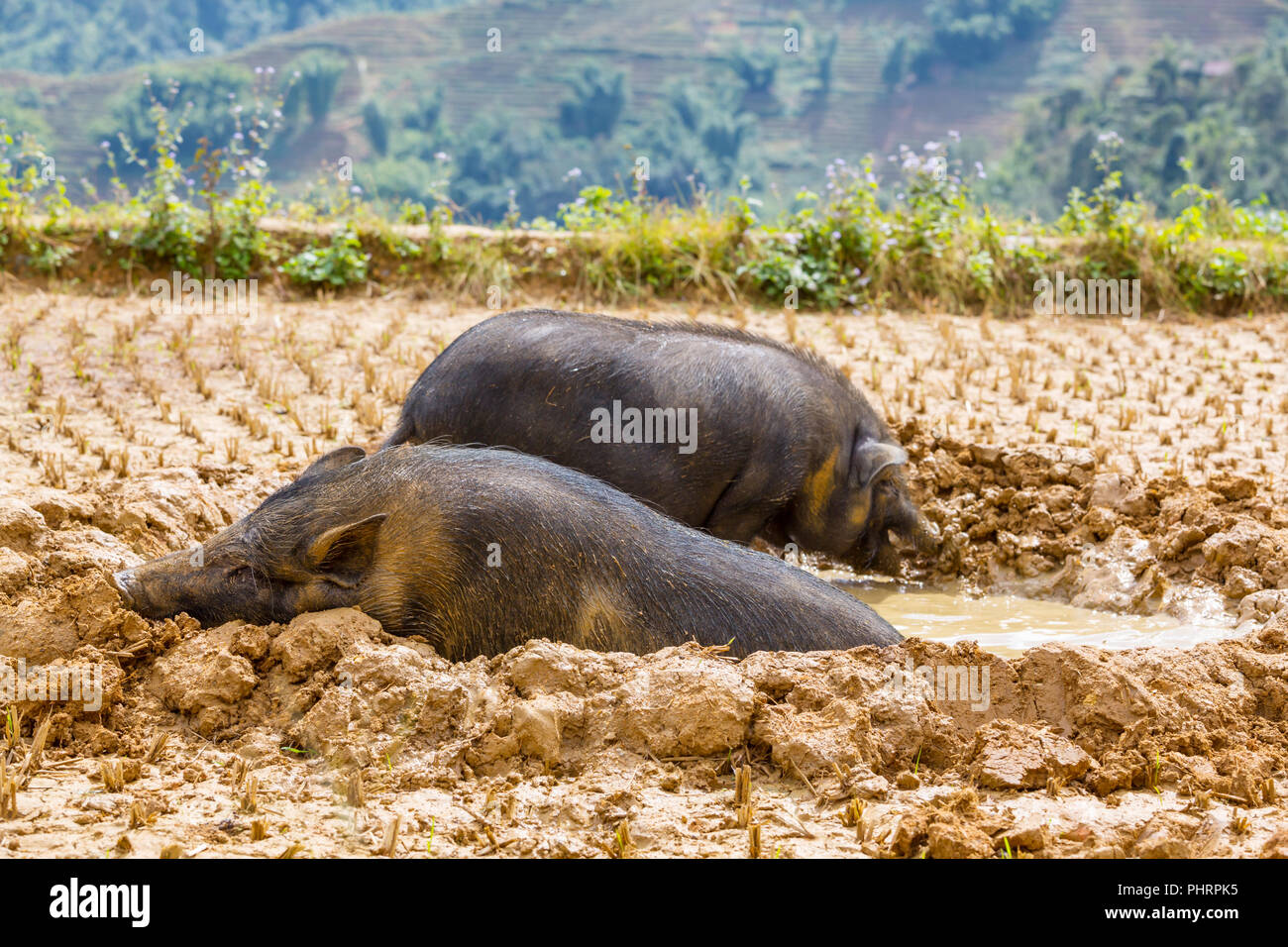 Pigtail pork hi-res stock photography and images - Alamy