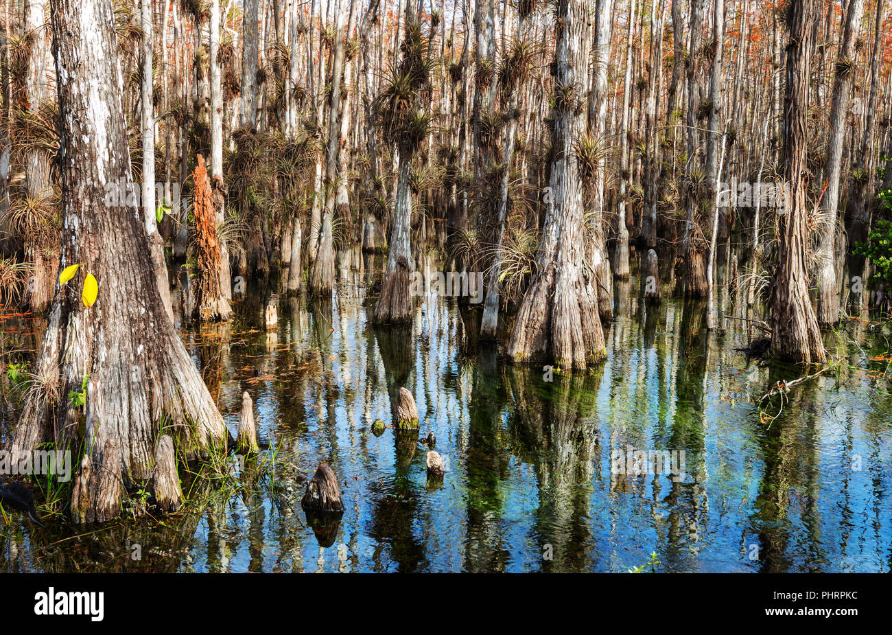 Forest in Everglades Stock Photo - Alamy