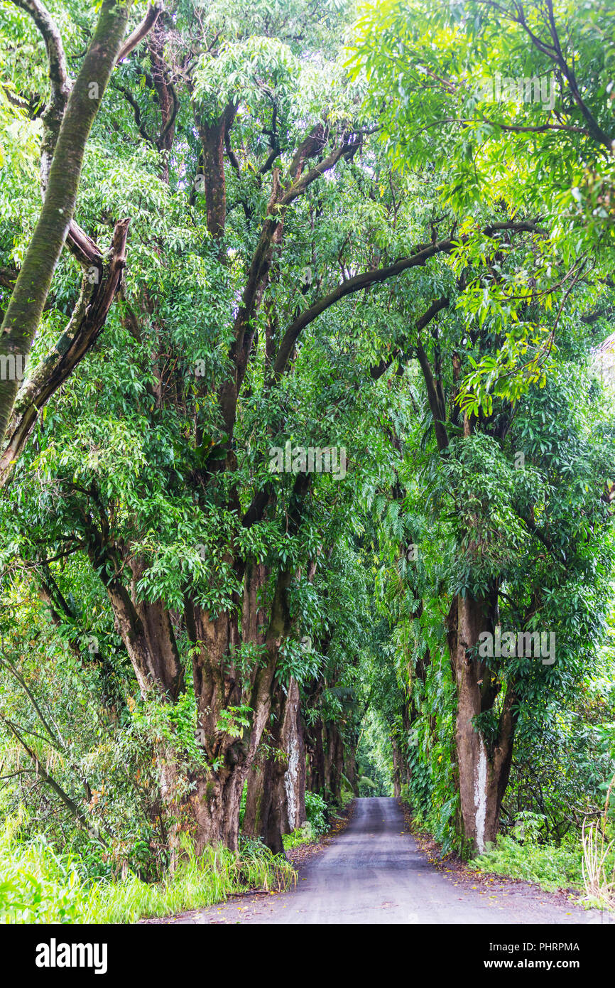 Road in jungle Stock Photo - Alamy