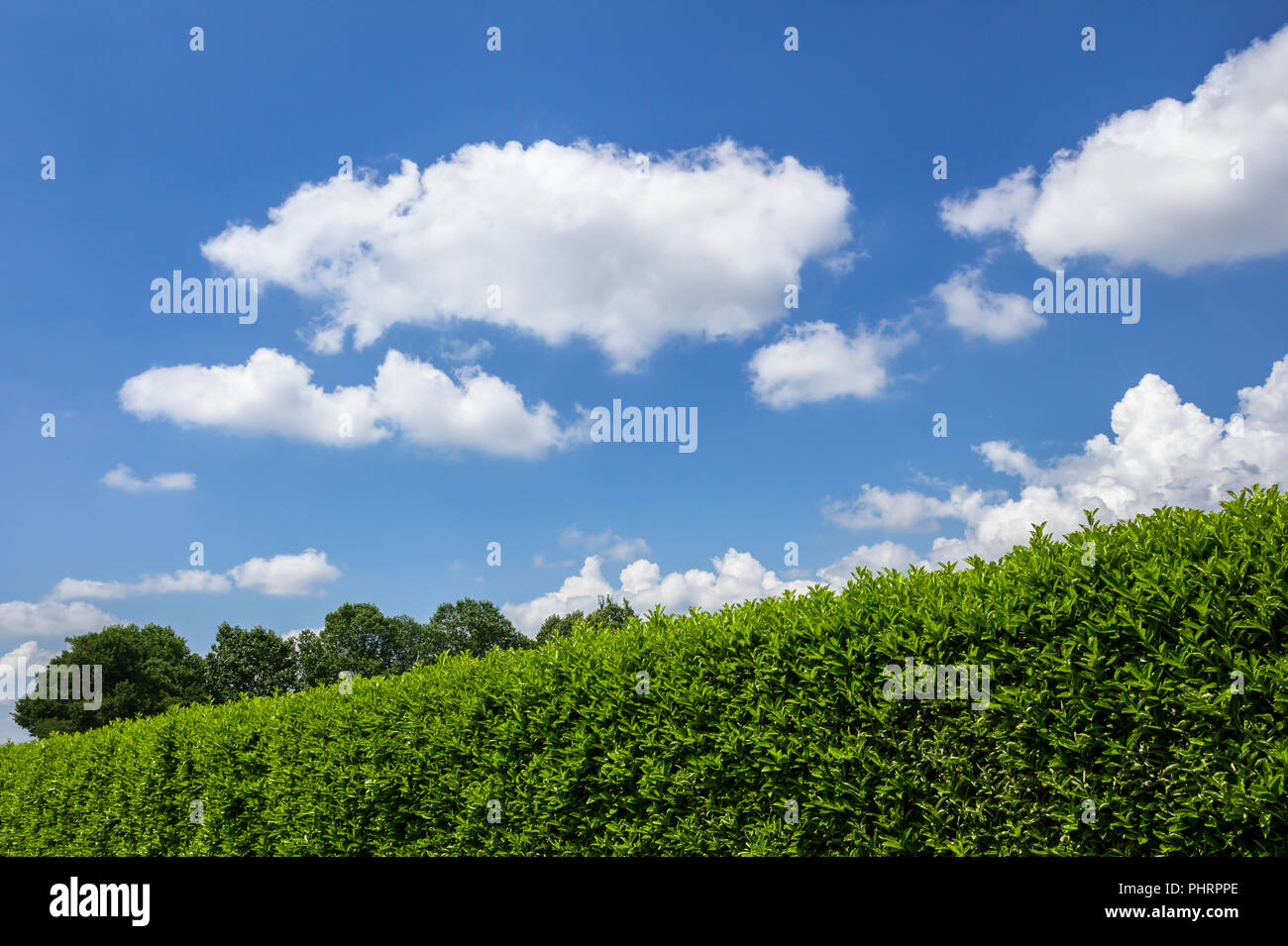 Hedge against the sky Stock Photo - Alamy