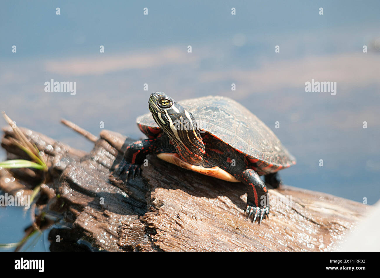 Painted turtle enjoying its surrounding Stock Photo - Alamy