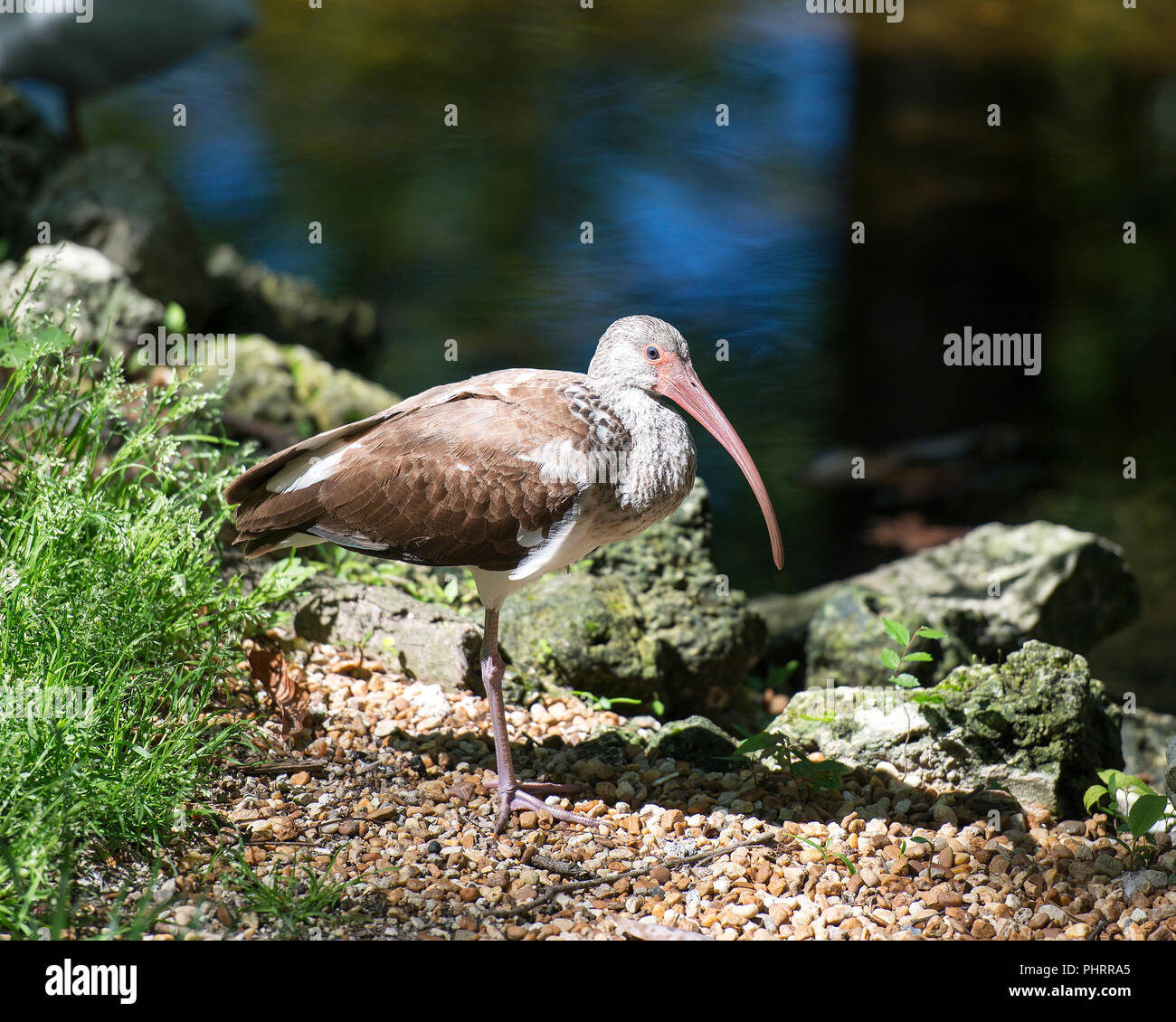 White Ibis immature bird in its surrounding Stock Photo - Alamy
