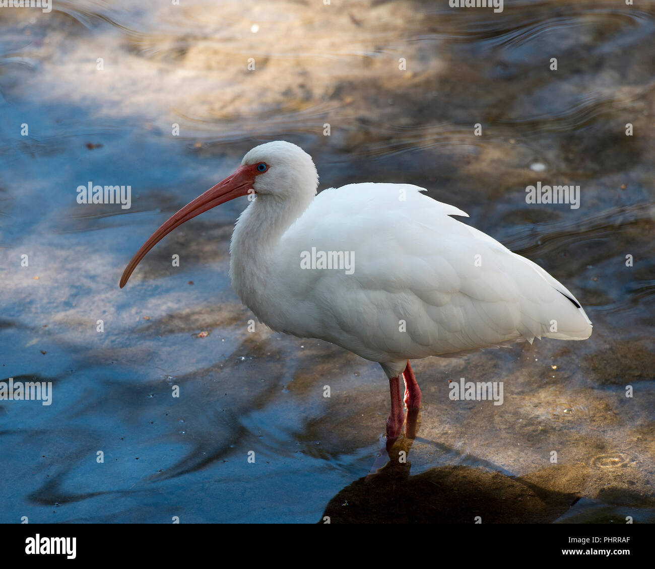 Ibis bird hi-res stock photography and images - Alamy