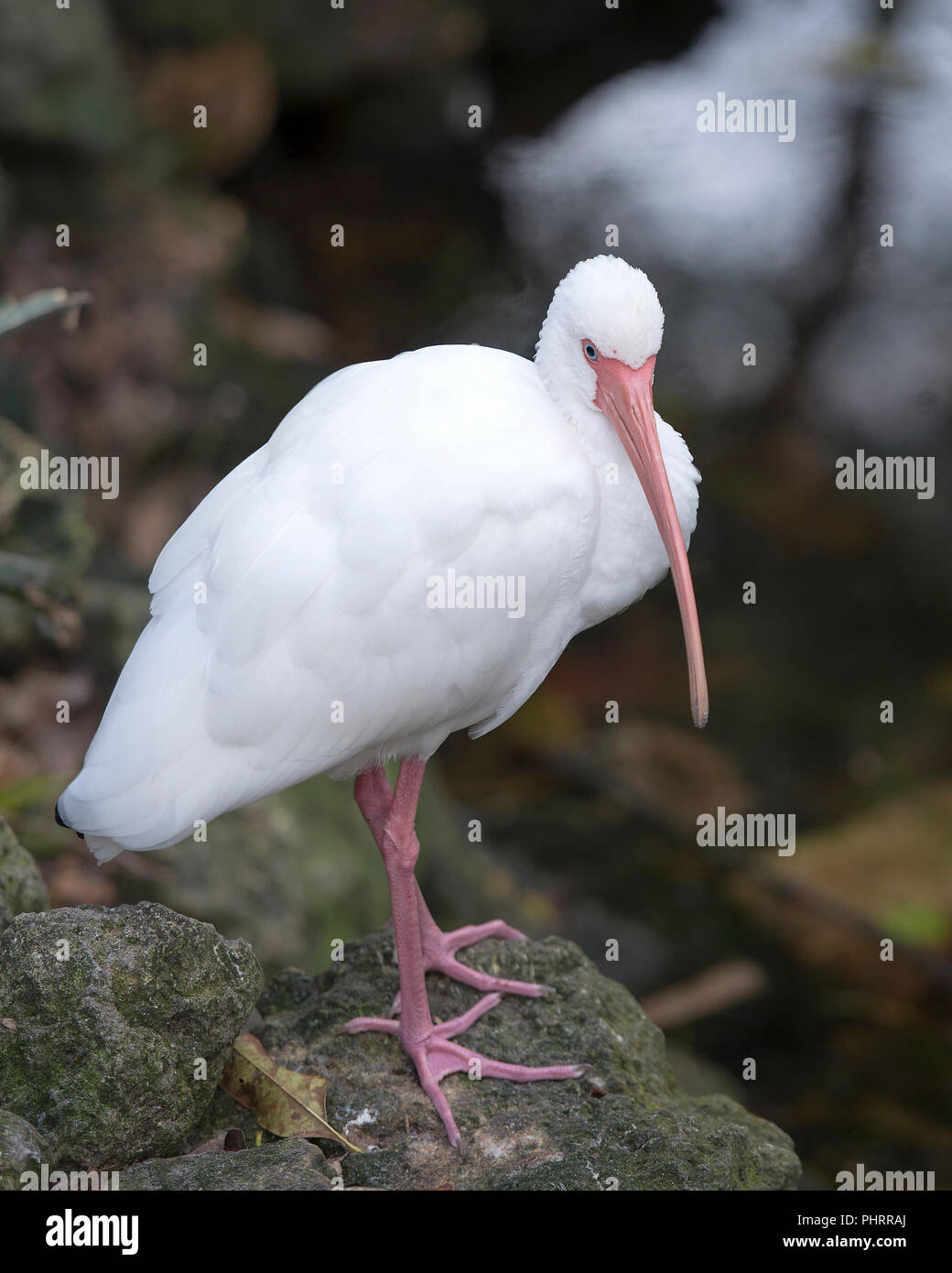 Curved bill bird hi-res stock photography and images - Alamy