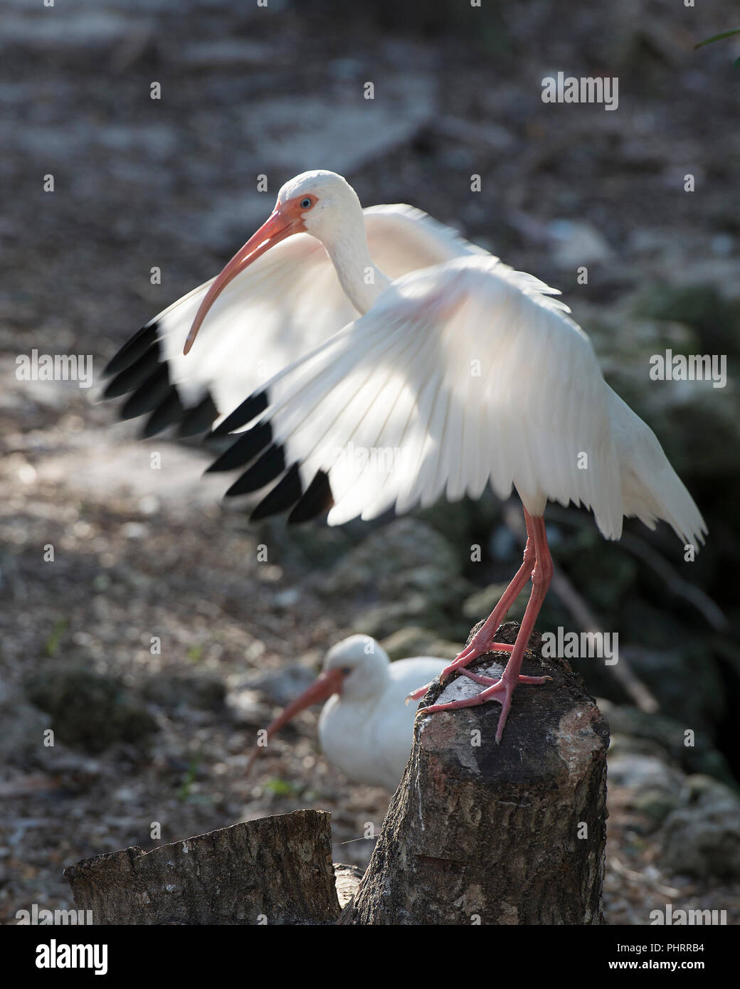 Bird with spread wing hi-res stock photography and images - Alamy