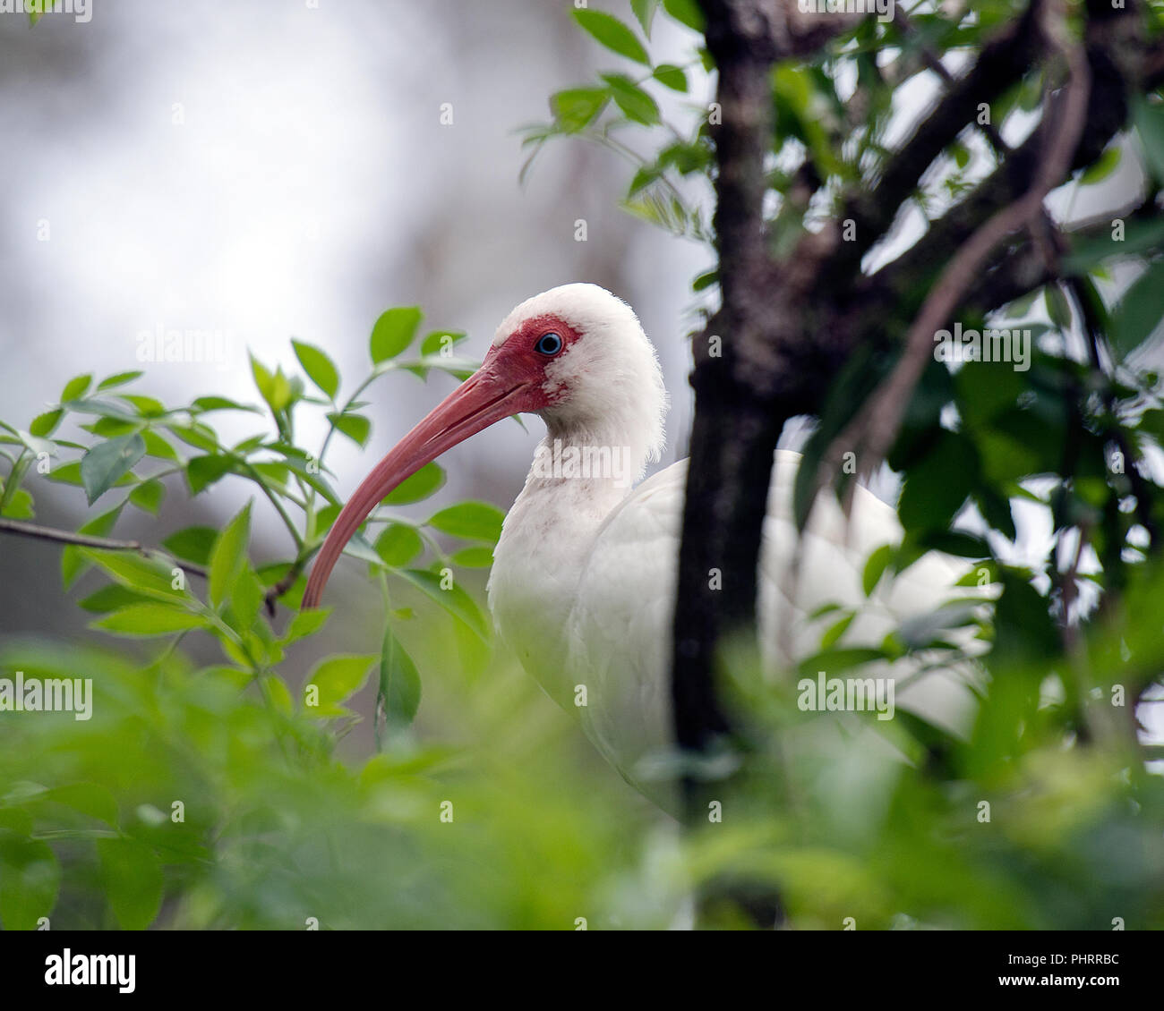 Curved bill hi-res stock photography and images - Alamy