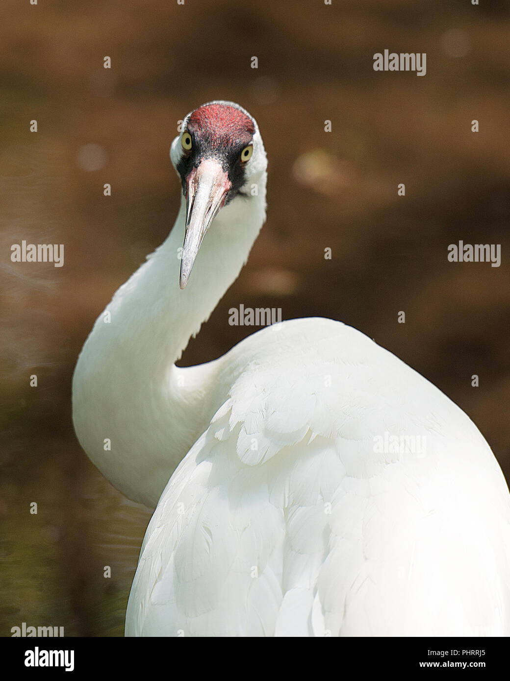 Camera crane wilderness hi-res stock photography and images - Alamy