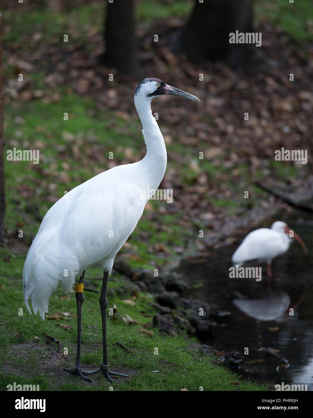 Whooping Crane bird enjoying its surrounding Stock Photo - Alamy