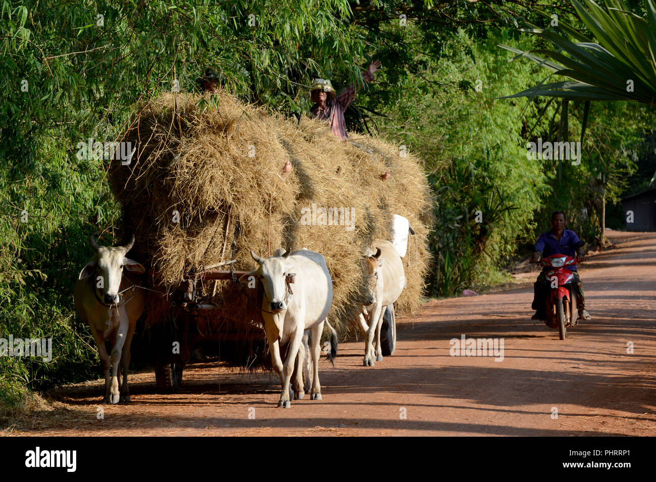 Ox cart cambodia hi-res stock photography and images - Alamy
