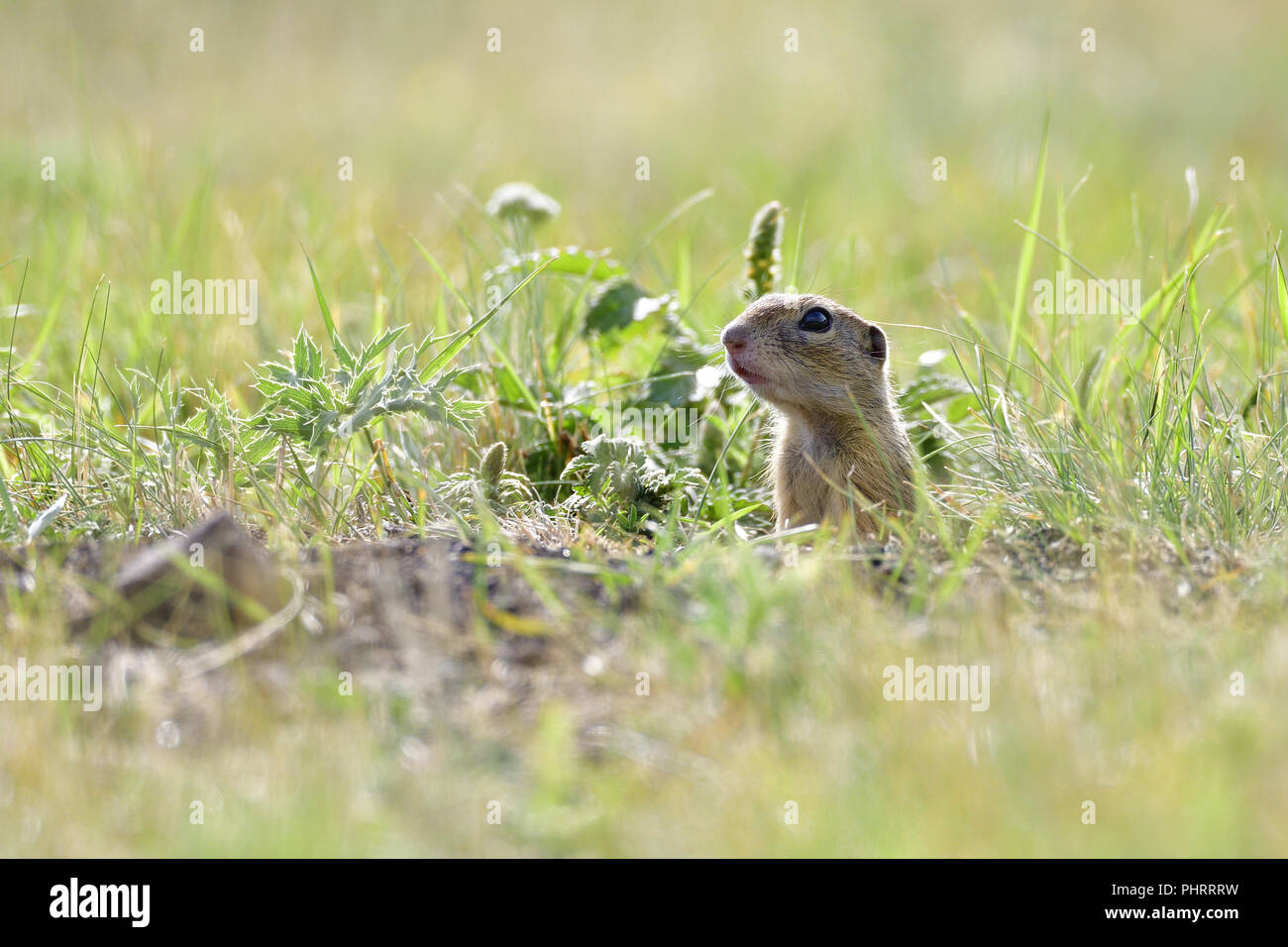 Spermophilus or Citellus Stock Photo - Alamy