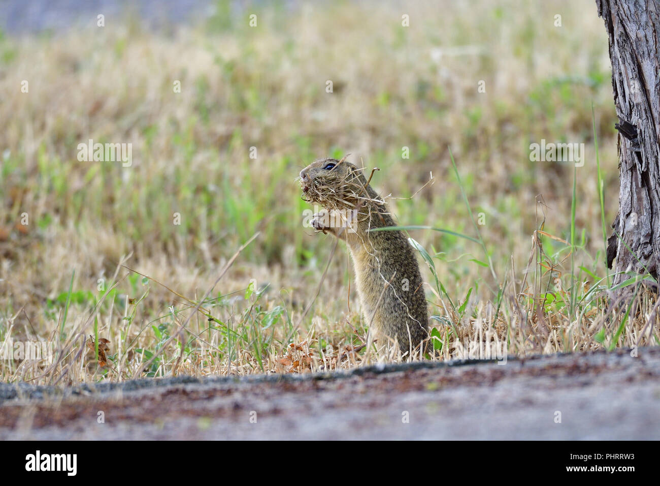 Spermophilus or Citellus Stock Photo - Alamy