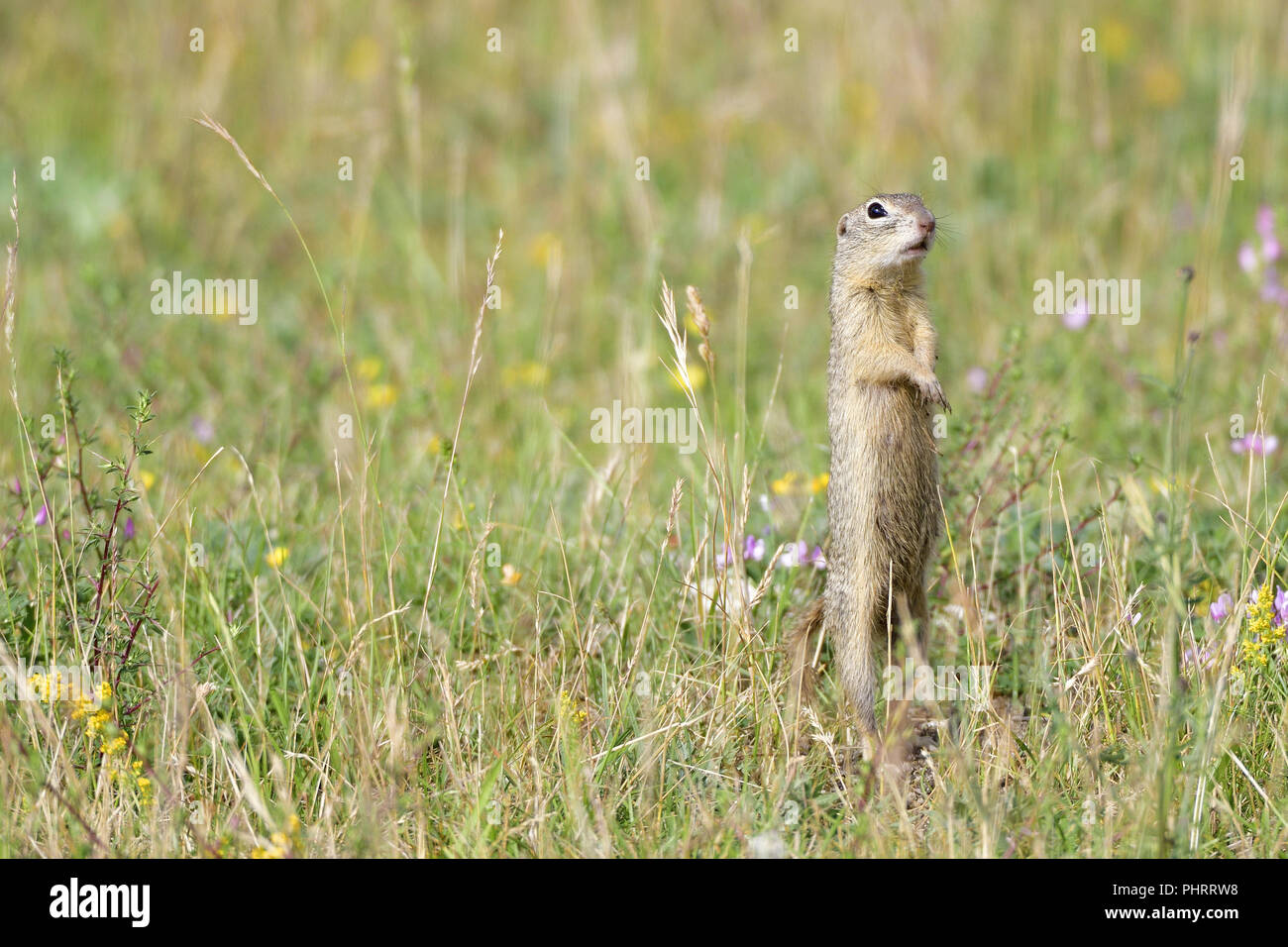 Citellus hi-res stock photography and images - Alamy