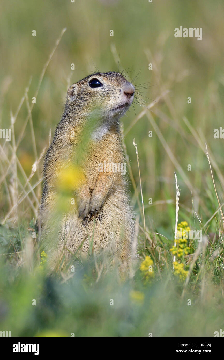 Spermophilus or Citellus Stock Photo - Alamy