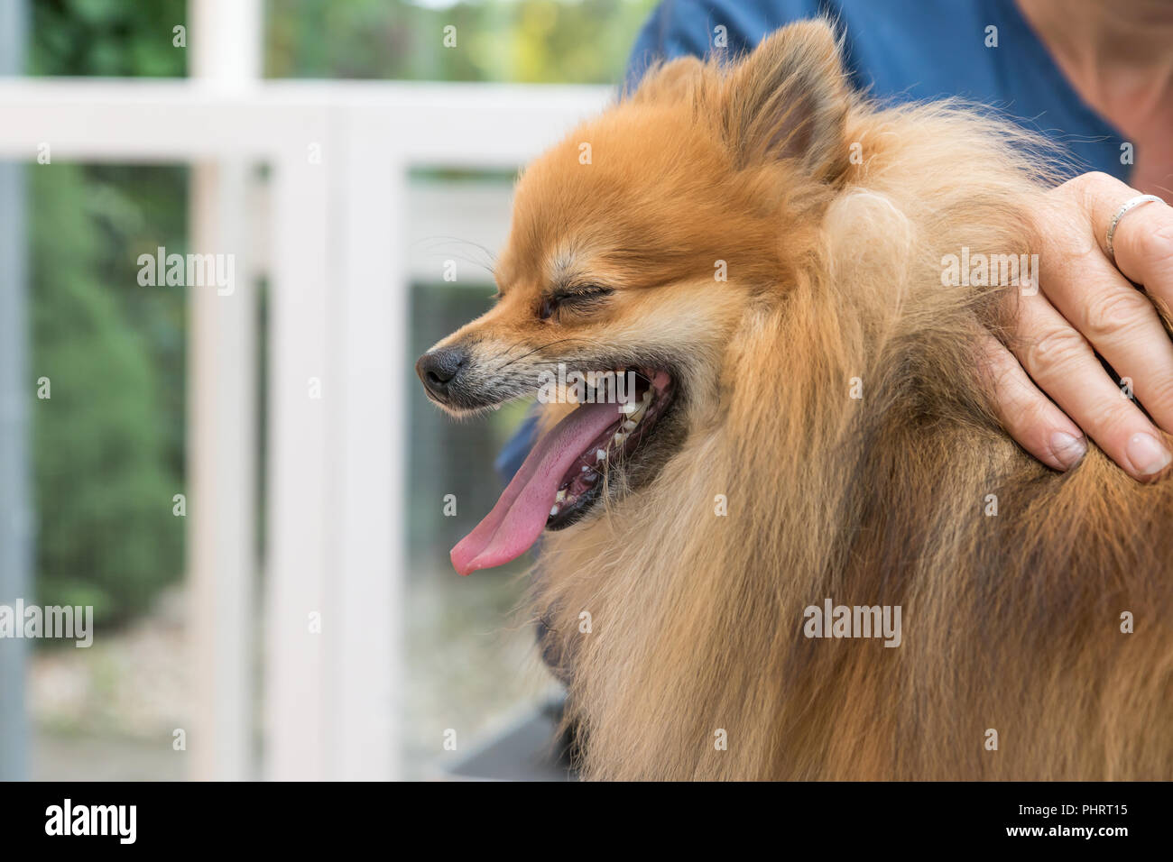 German spitz dog hi-res stock photography and images - Alamy