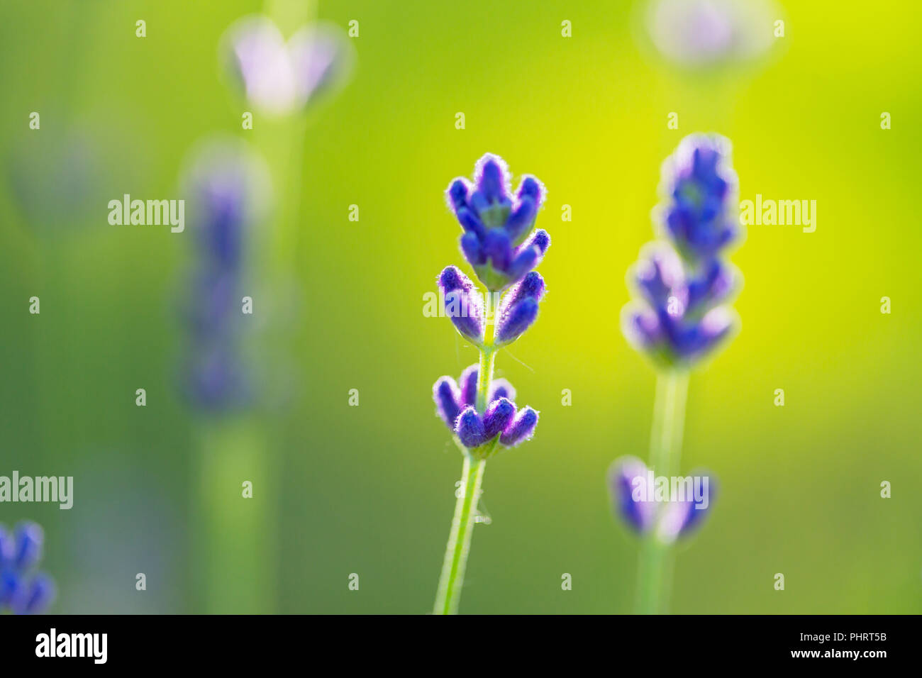 Lavender bubbles hi-res stock photography and images - Alamy