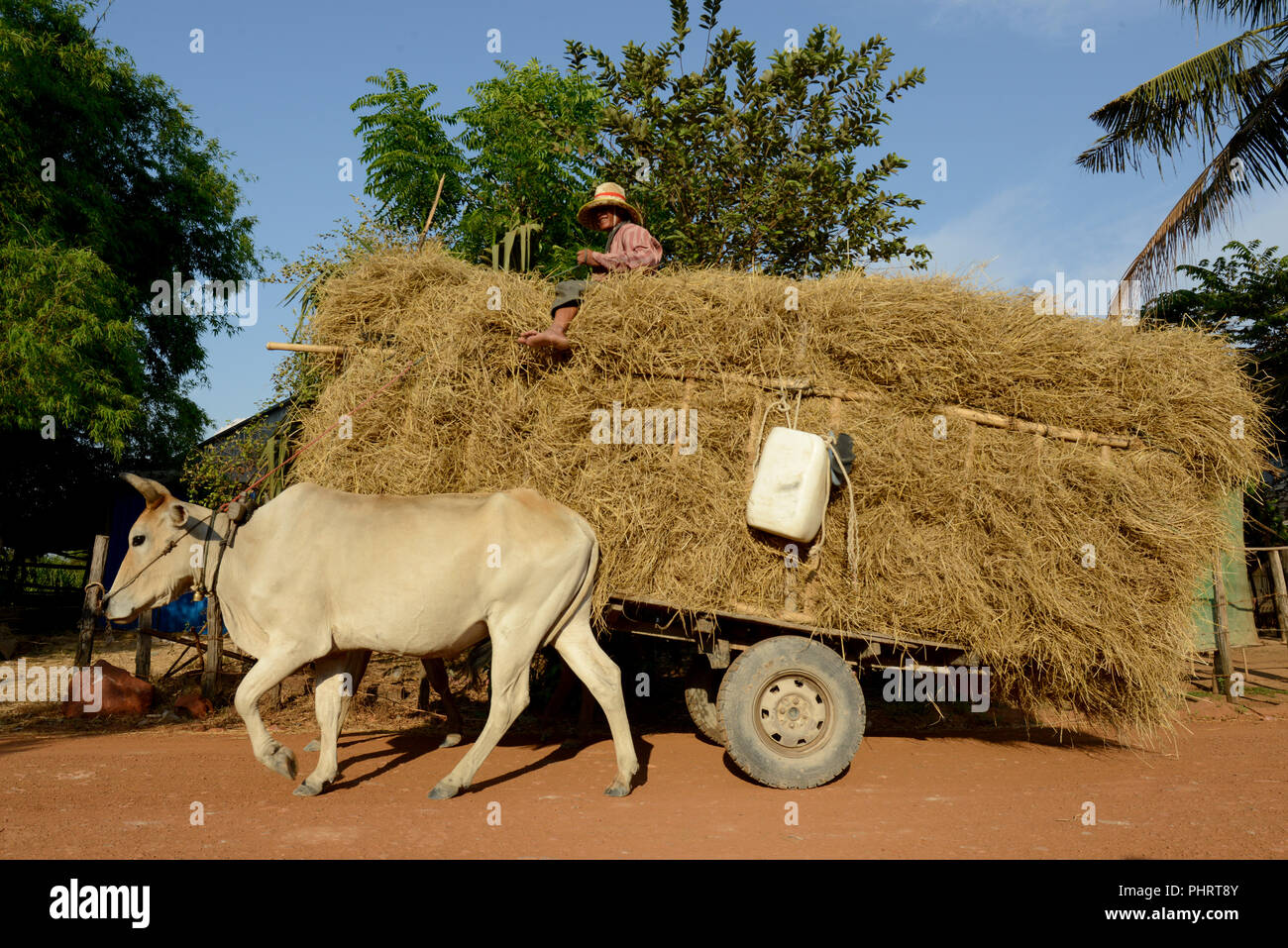 CAMBODIA SIEM REAP AGRICULTURE OX CART Stock Photo - Alamy