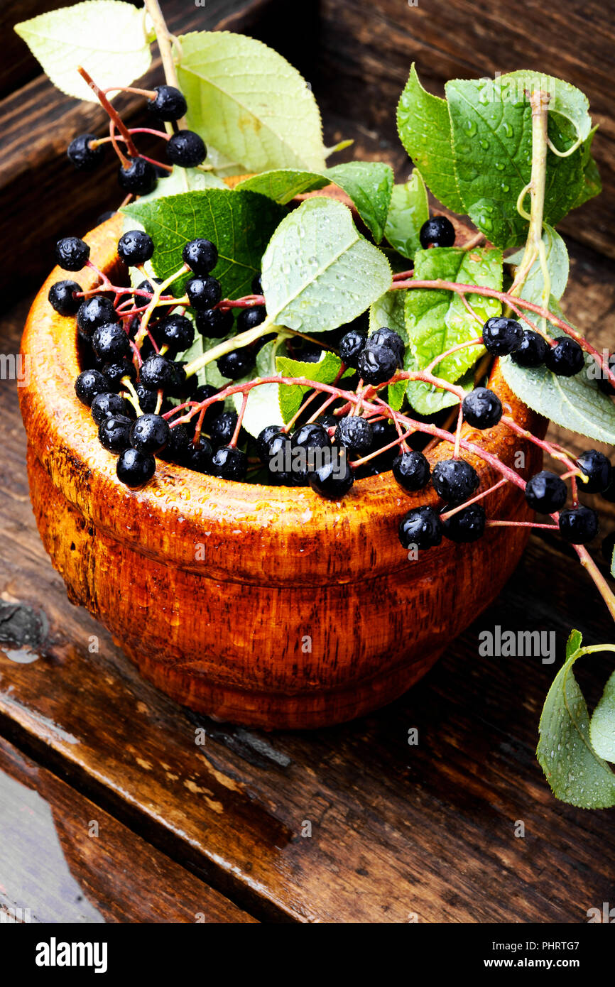 Aronia melanocarpa or black chokeberry with leaves.Herbalist Stock ...
