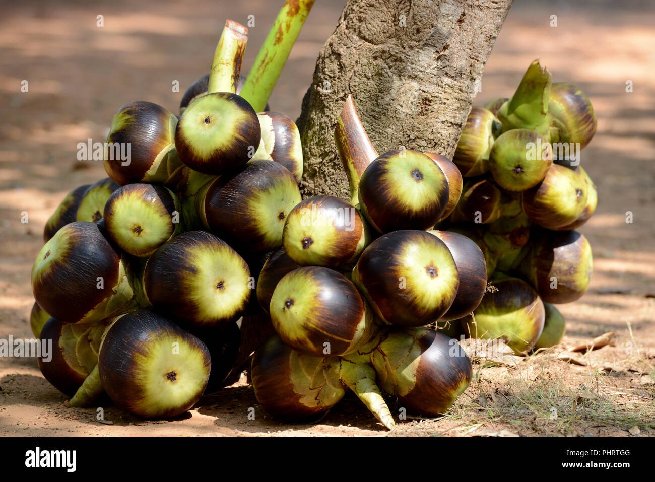 Cambodia Fruit Fruits High Resolution Stock Photography and Images - Alamy