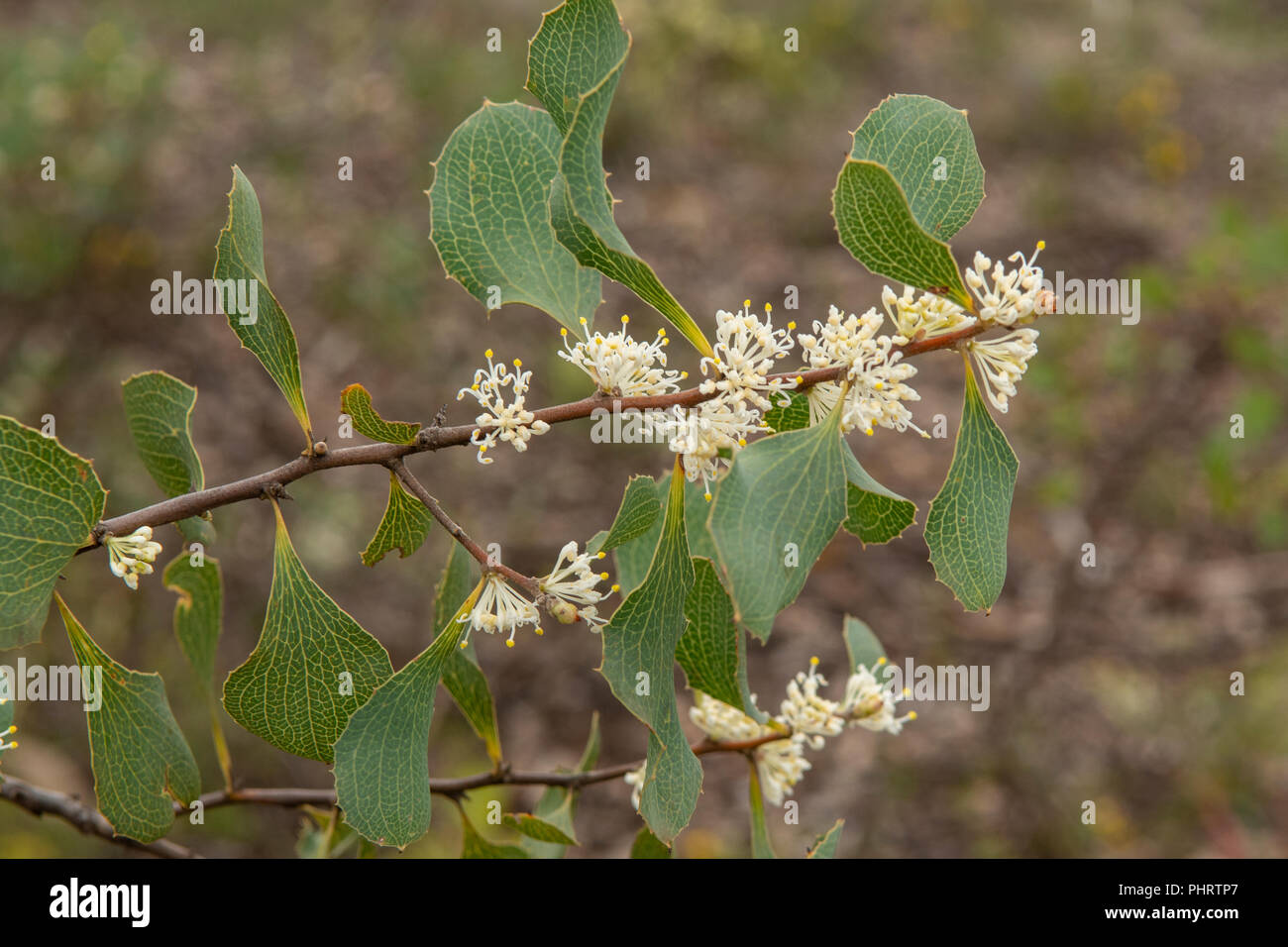 Frog hakea hi-res stock photography and images - Alamy