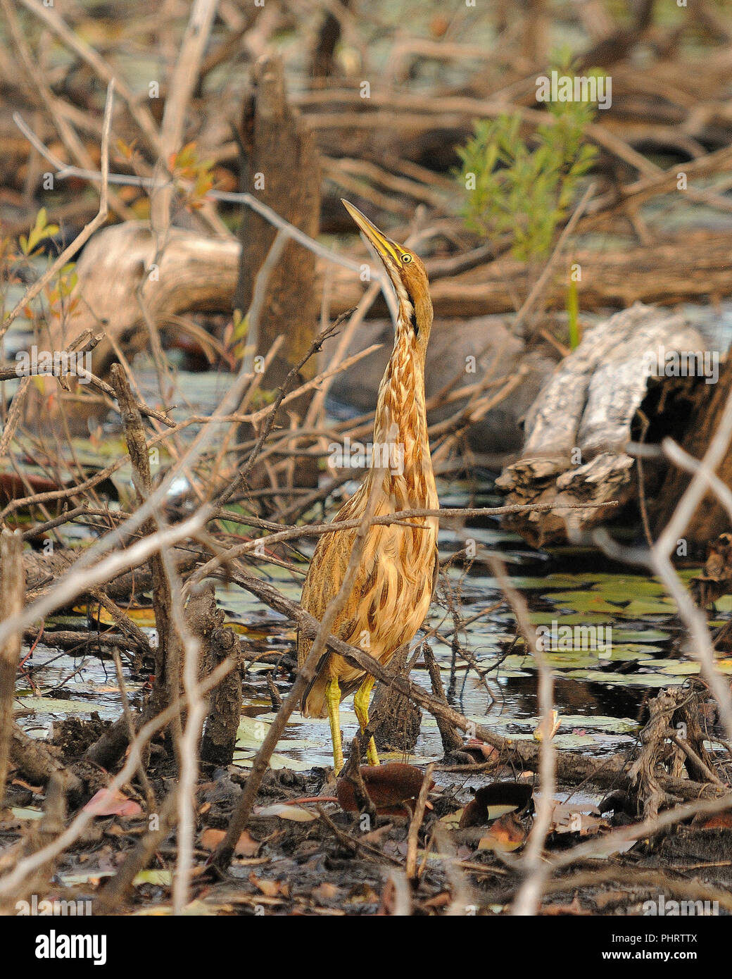 American bittern bird standing on a branch in the marsh with a ...