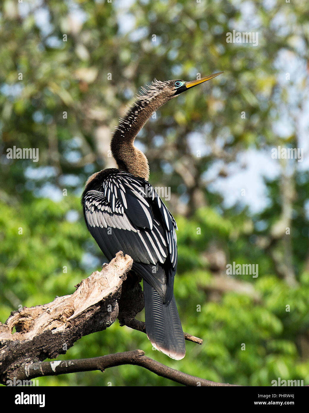 Wildlife photo of an anhinga bird hi-res stock photography and images ...