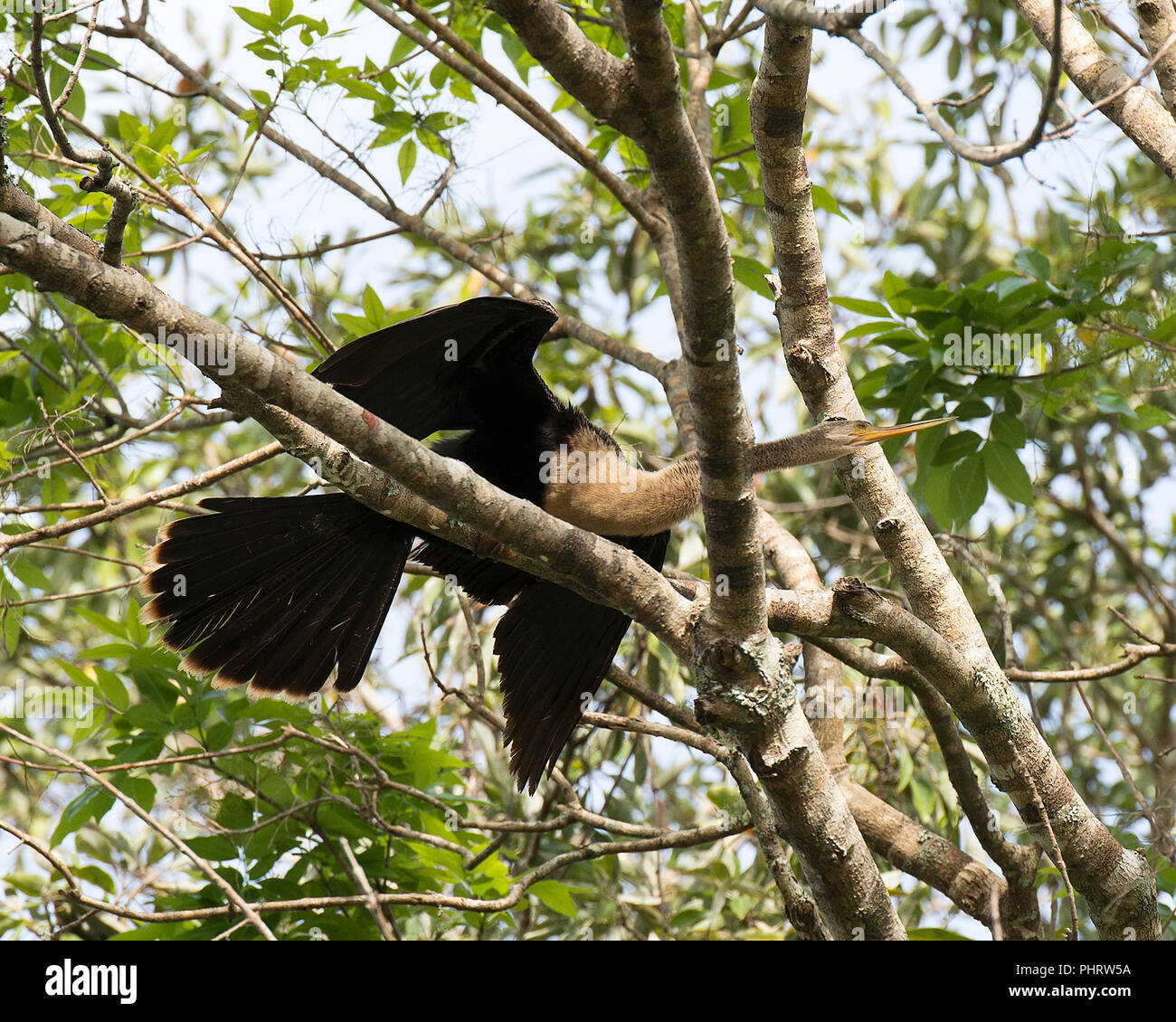 Female anhinga hi-res stock photography and images - Alamy
