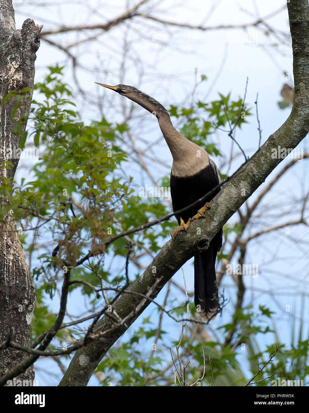 Anhinga bird in its environment Stock Photo - Alamy