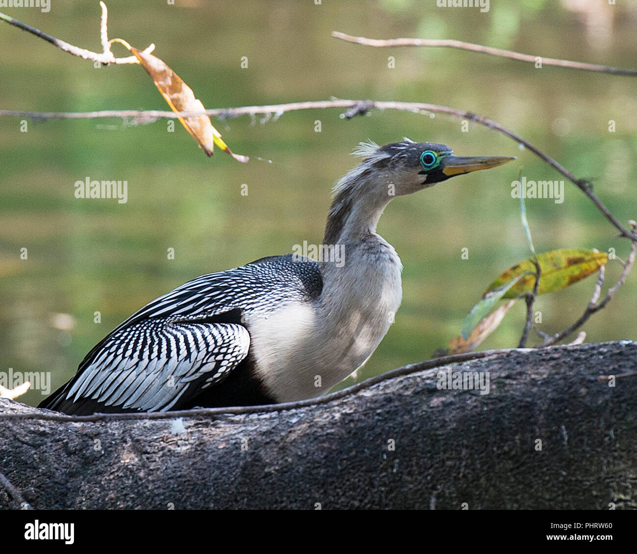 Anhinga bird in its environment Stock Photo - Alamy